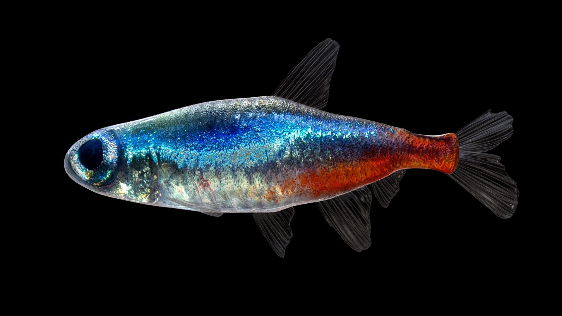 fish neon tetra neon innesa - 3D model by AmeliaStyś (@amelia872346 ...