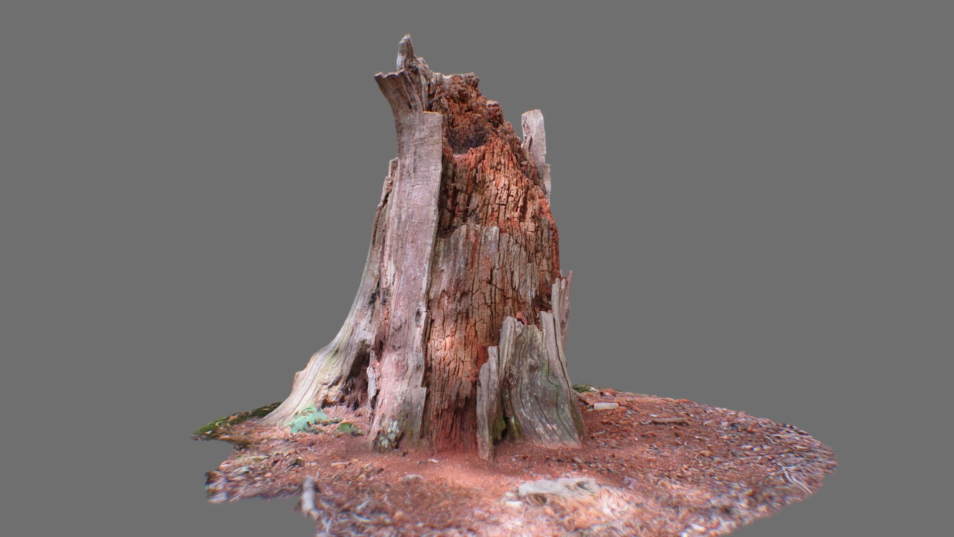 Rotten Tree - Download Free 3D model by stuff scanner (@boypuff ...