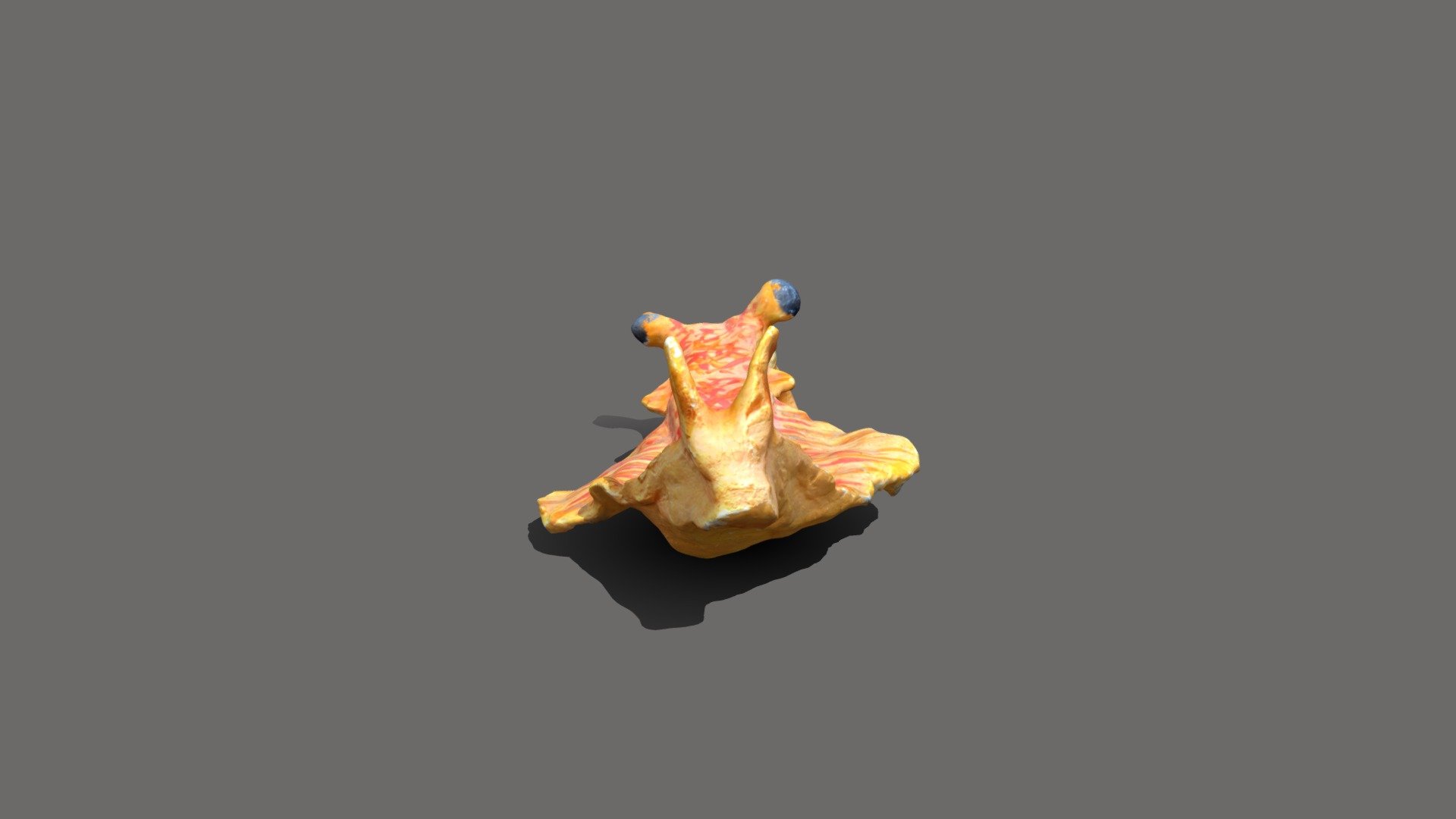 anomalocaris - Download Free 3D model by ediacara [b8af7bb] - Sketchfab