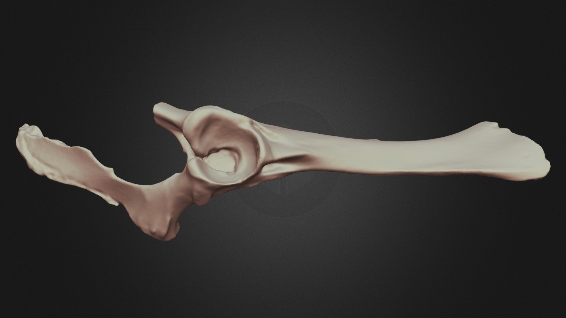 Odocoileus virginianus (Deer) Right Os Coxa - 3D model by Lakehead ...