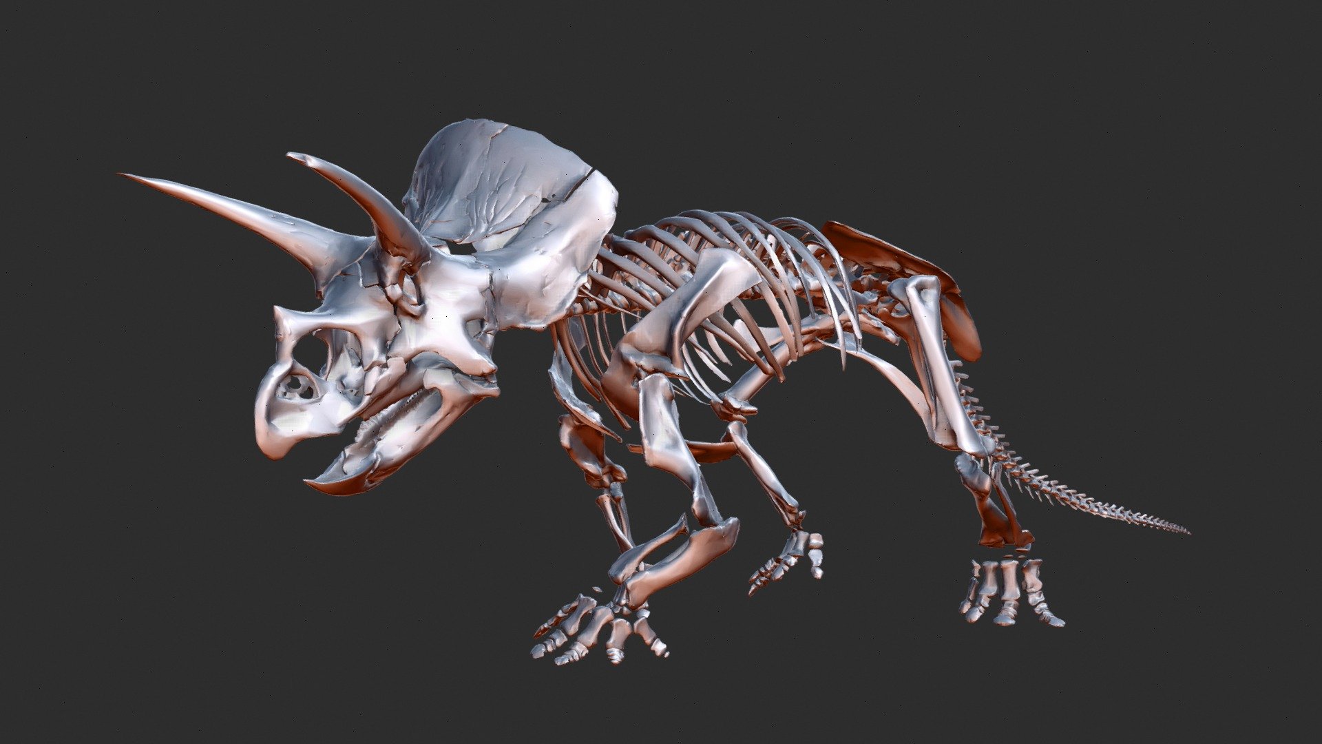 Triceratops horridus - 3D model by Fossil Models (@fossilmodels) [b8b53e5] - Sketchfab
