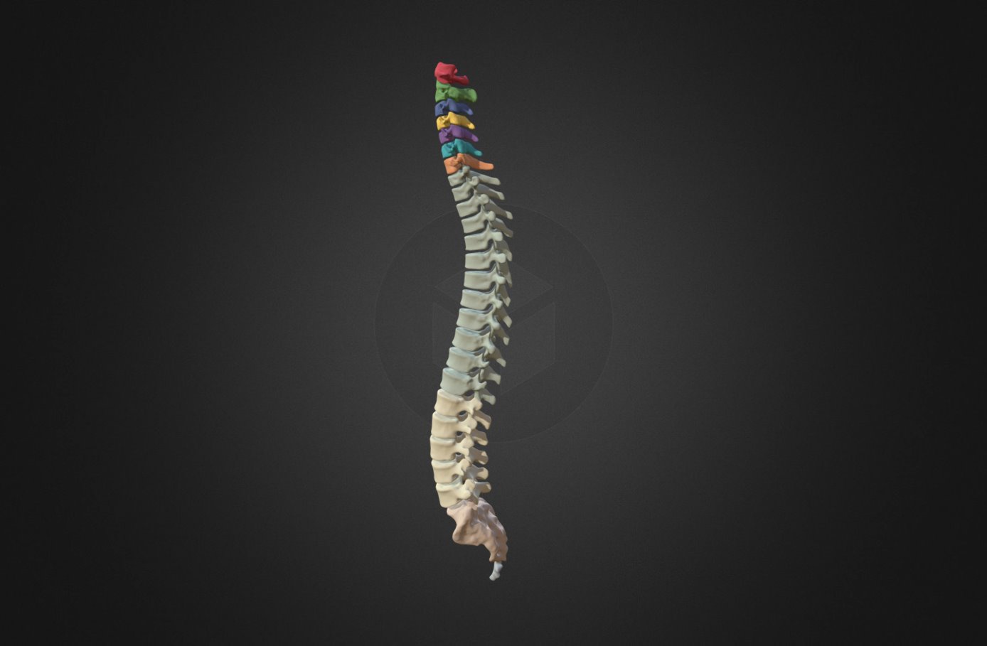 Spine - 3D model by Anatomy Next (@a4s) [b8b8457] - Sketchfab