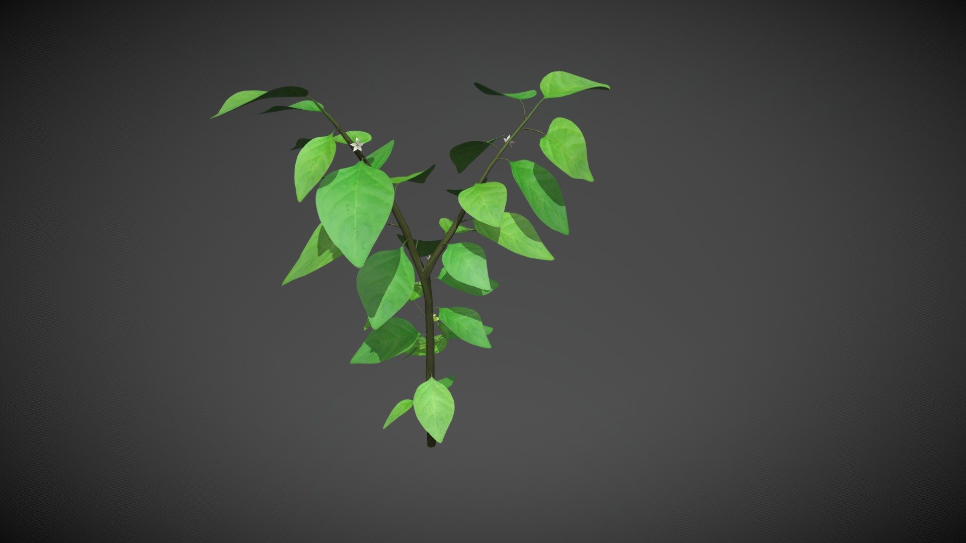 Chilli Stage3 - 3D model by vicvdovenko [b8b8a20] - Sketchfab