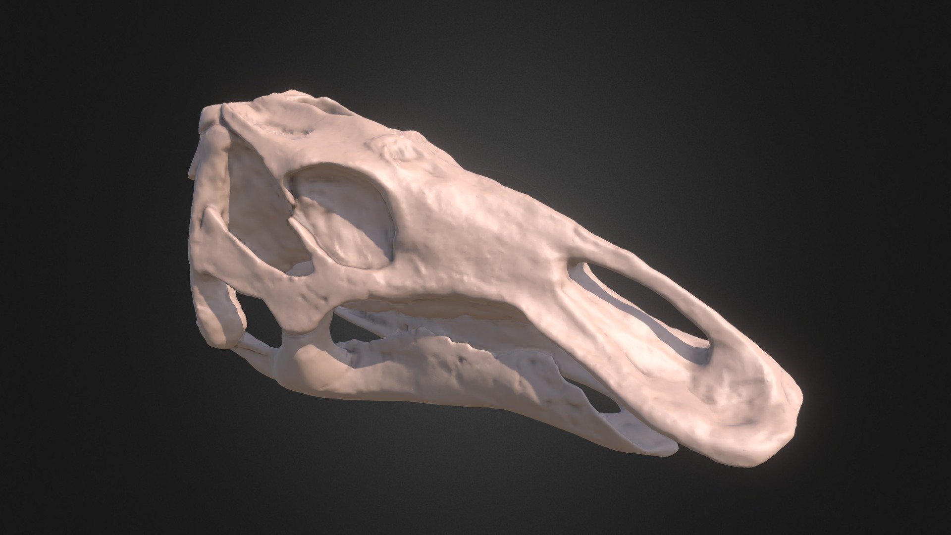 Young Maiasaura Skull - Buy Royalty Free 3D model by Olof Moleman ...