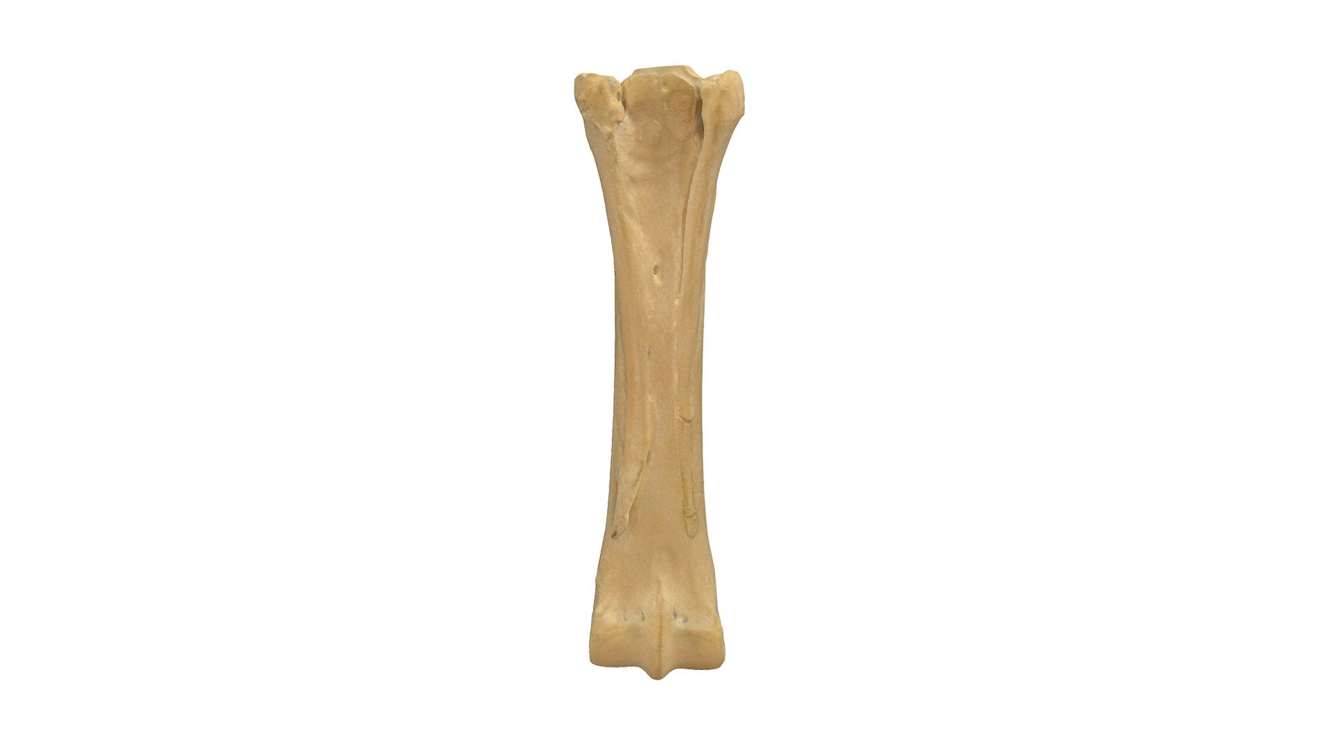 Metacarpus (right), horse - 3D model by Vetanat.UZH [b8c6bfa] - Sketchfab