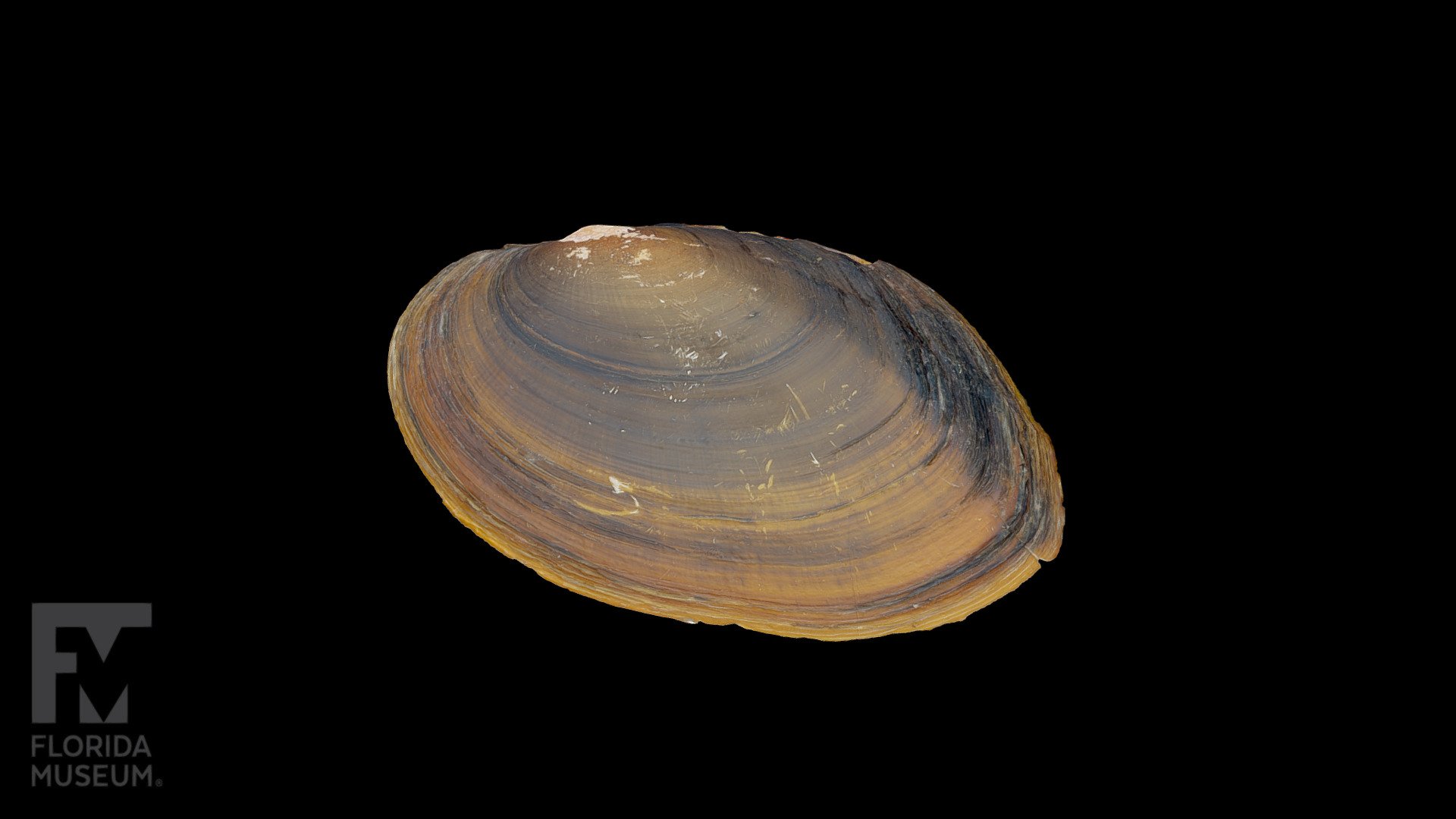Pseudodon ellipticus - Freshwater Mussel - 3D model by FloridaMuseum ...