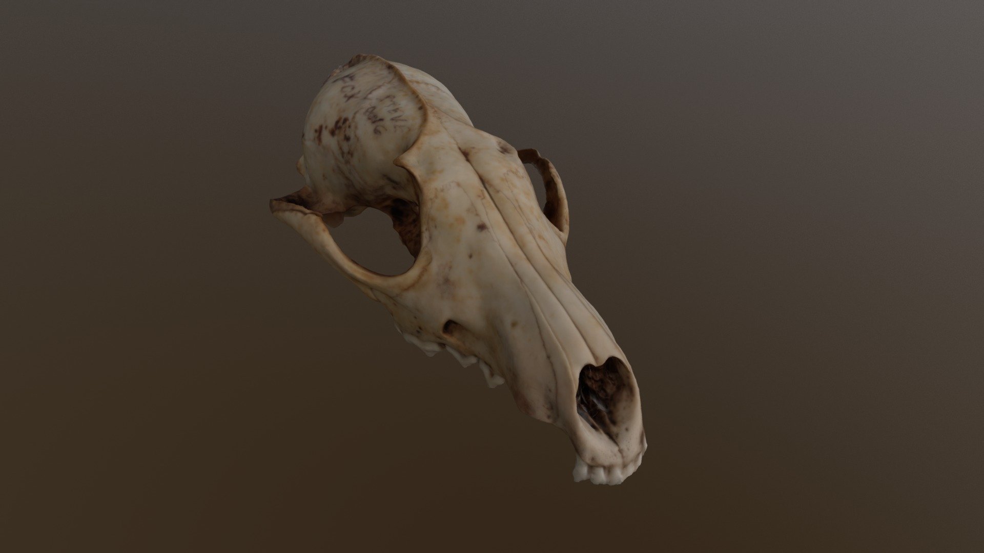 Fox Skull - Buy Royalty Free 3D model by Jasper Cousins (@jazzcousins ...