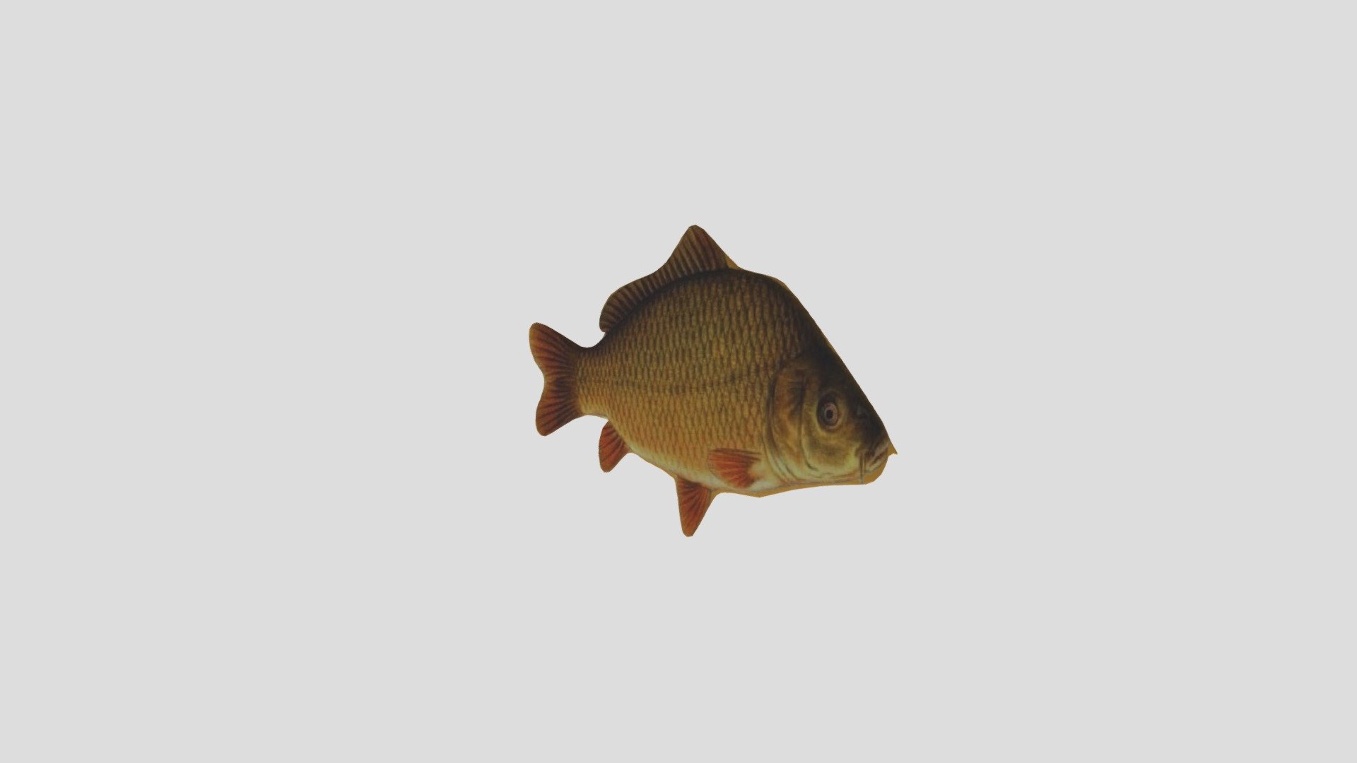 Ikan 3d Irna - Download Free 3D model by slbnciamis191 [b8d9660 ...
