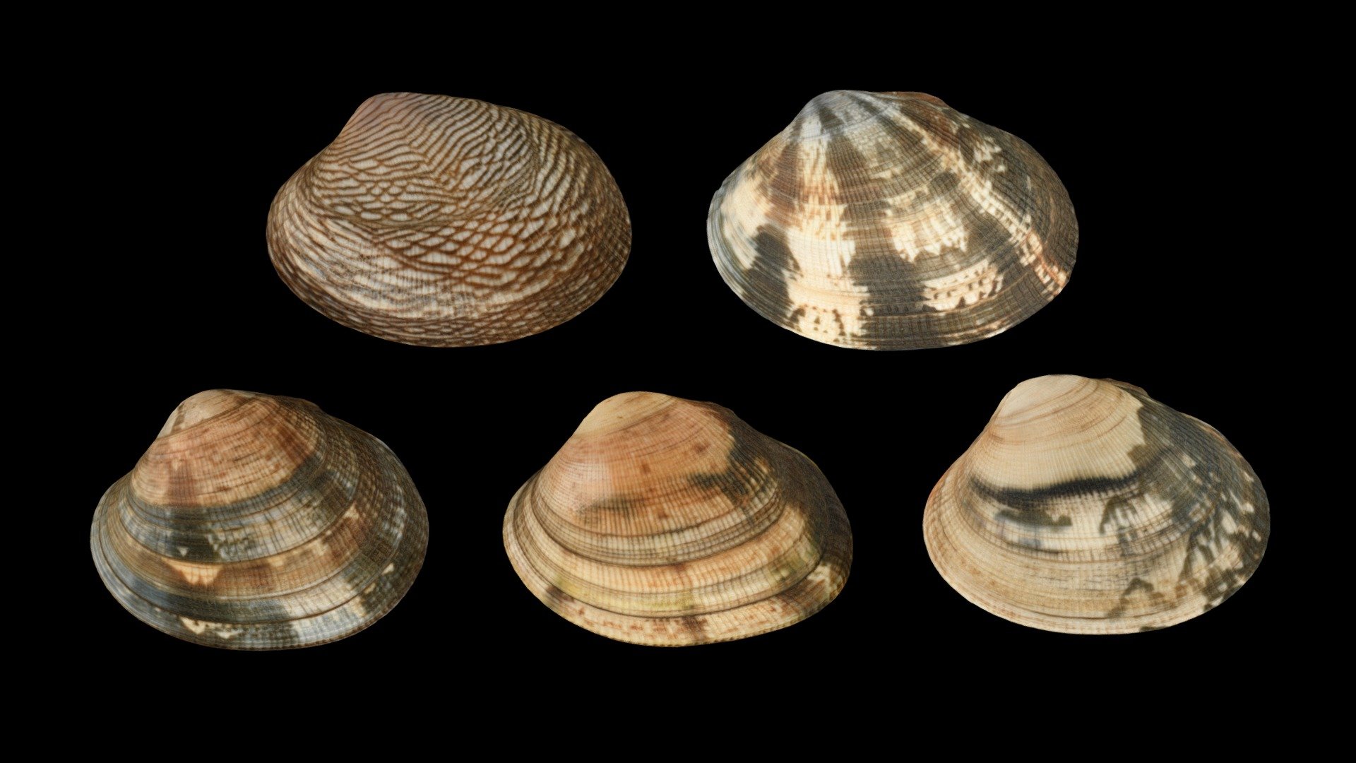 アサリ Manila Clam, Ruditapes philippinarum - Download Free 3D model by ffish.asia / floraZia.com ...