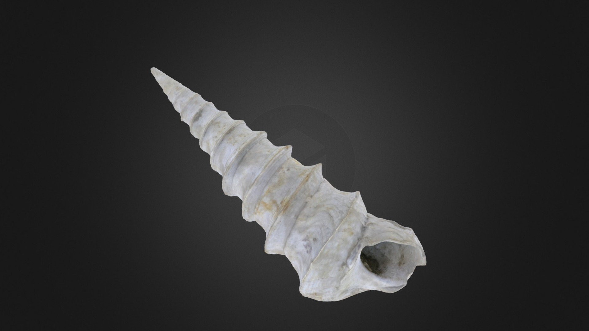 Gastropod: Turritella mortoni postmortoni (PRI) - Download Free 3D ...