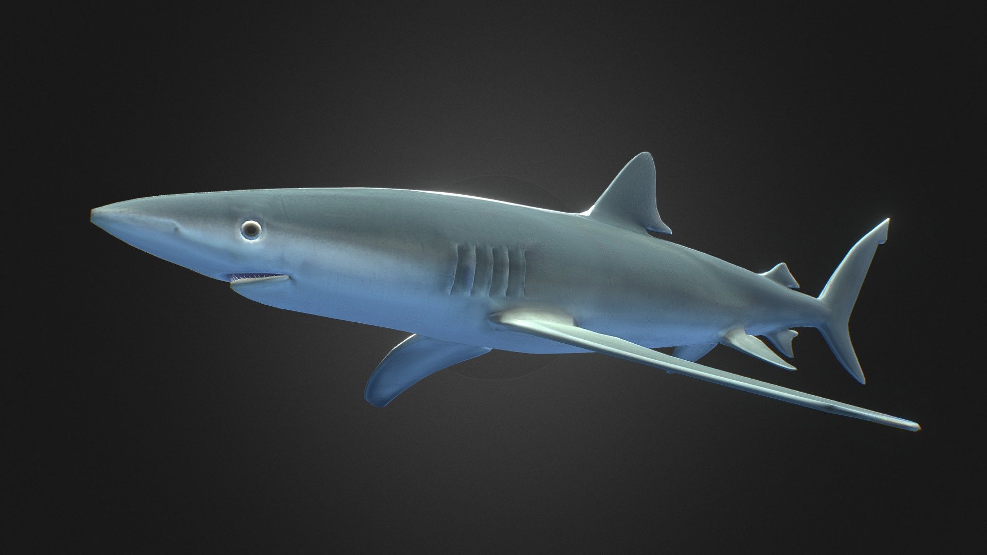 Blue Shark(2021) - 3D model by PPCAT [b8ed796] - Sketchfab