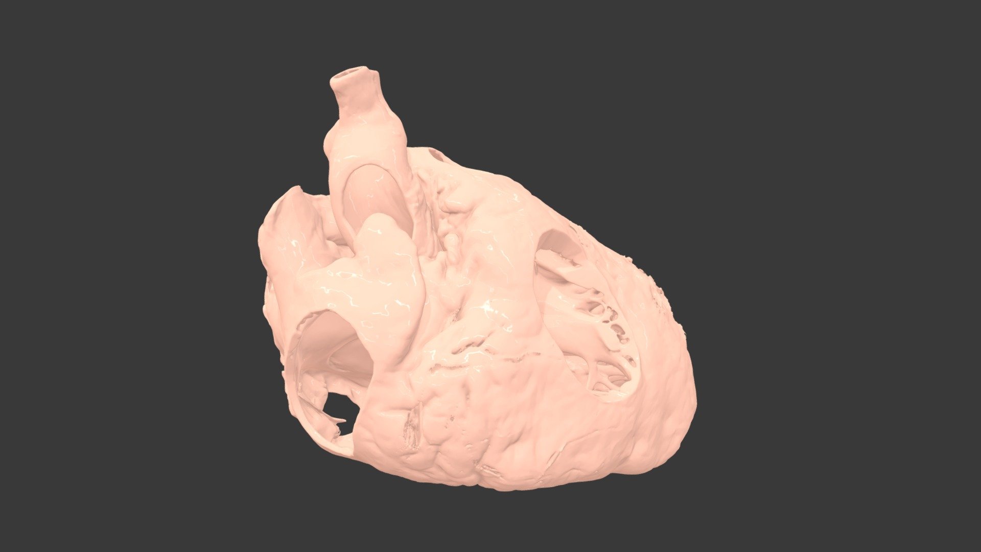 Normal #2 - Normal heart {S,D,S} - 3D model by heartmodels [b8f6909 ...