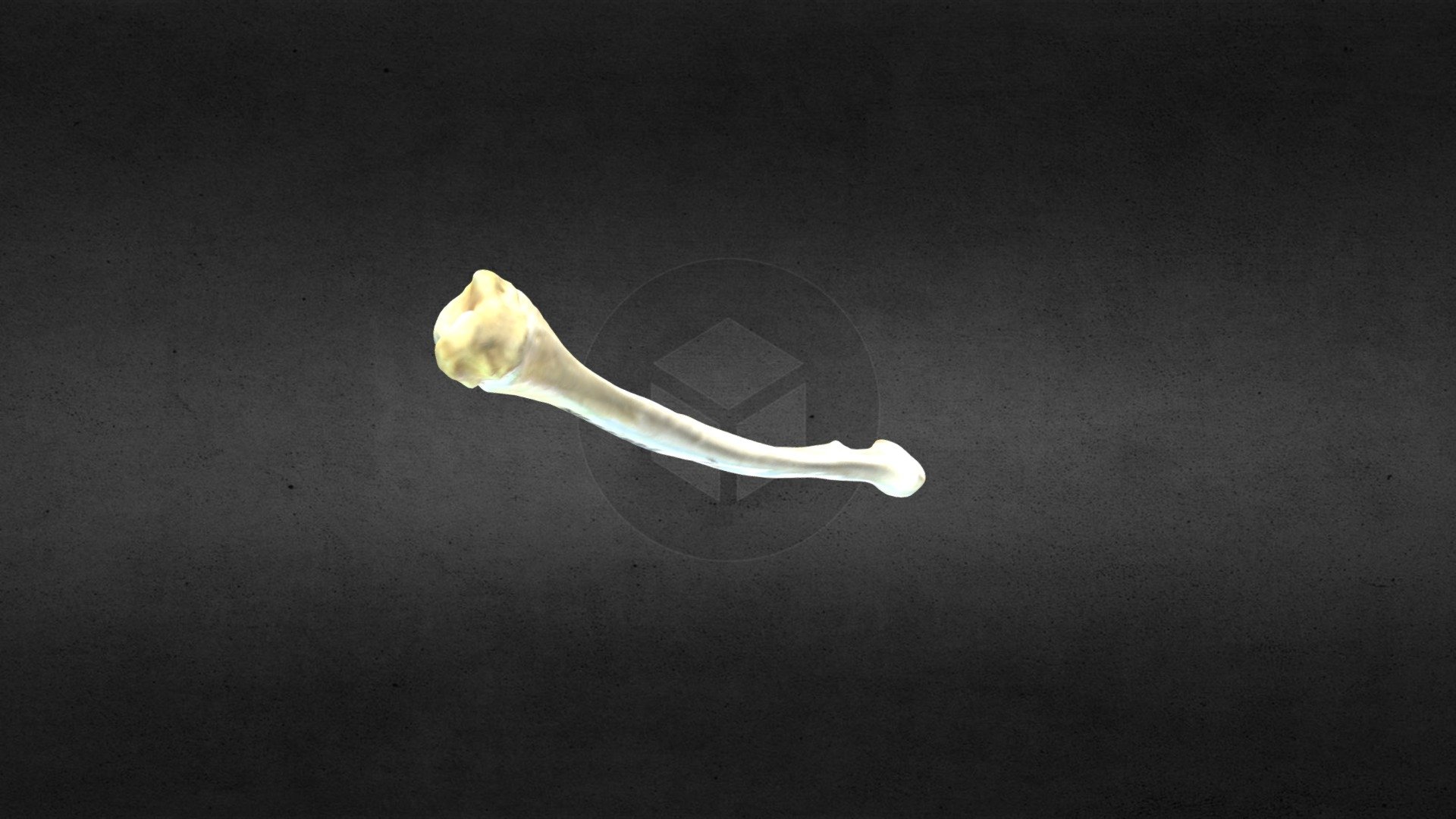 MSCC026 Castor canadensis Right Radius - Download Free 3D model by The ...