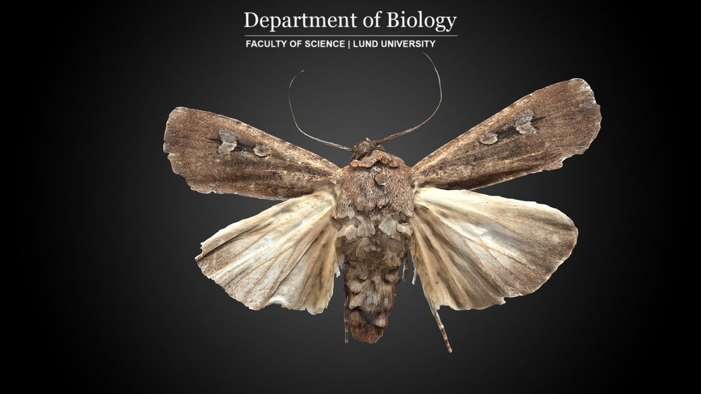 Entomology - A 3D model collection by 3D Lab - Department of Biology ...