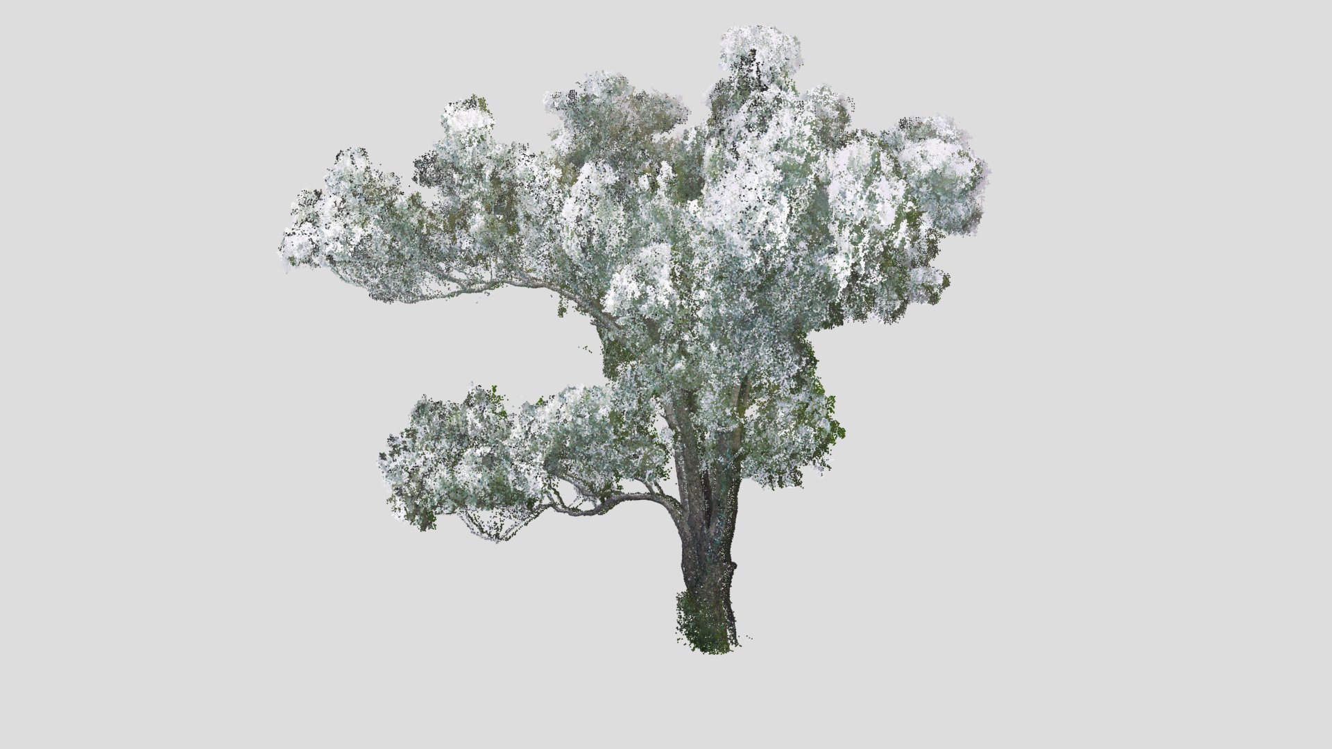 Tree Point Cloud - Buy Royalty Free 3D model by magnum_opus (@tree ...
