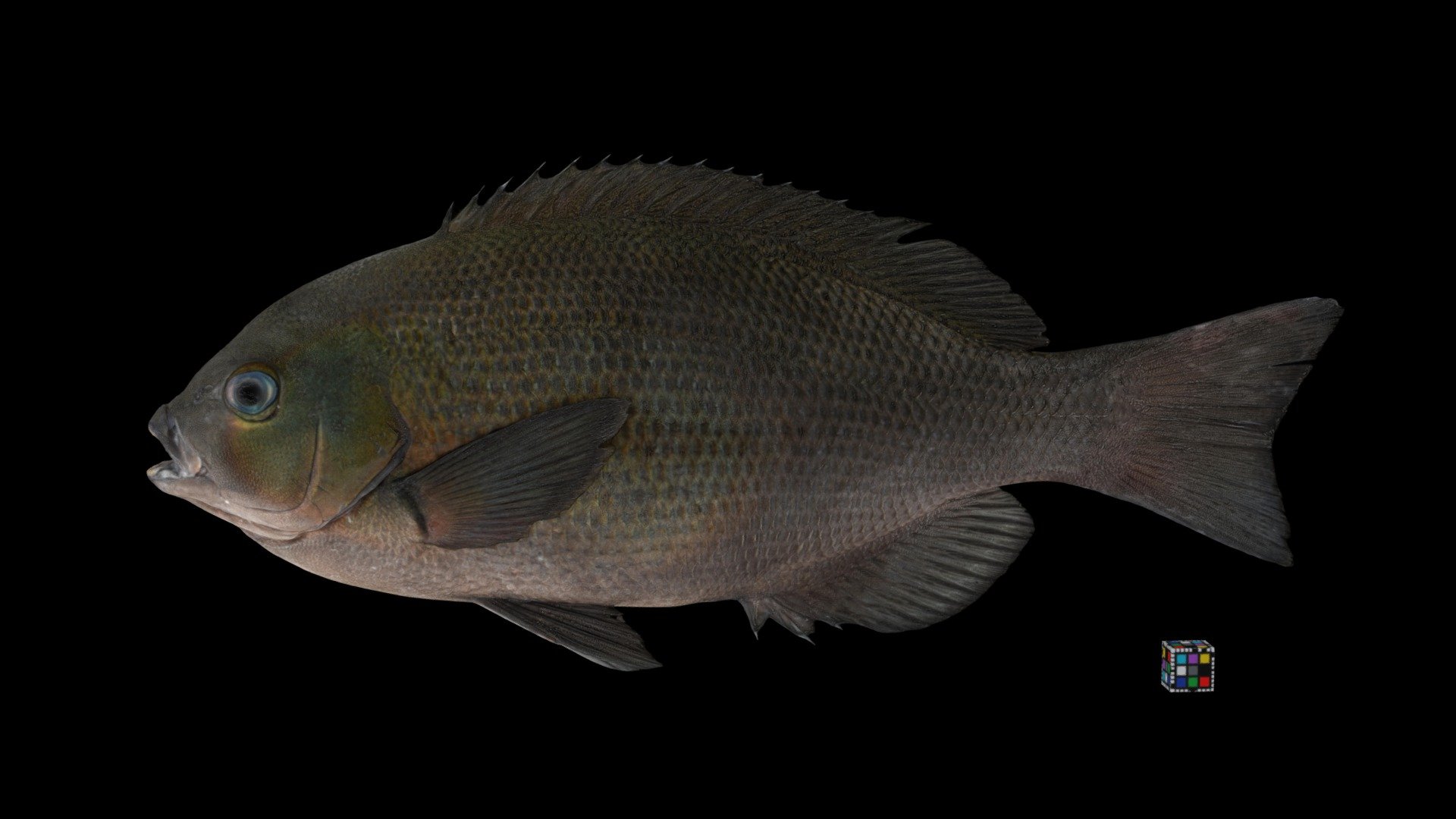 メジナ Largescale Blackfish, Girella punctata - Download Free 3D model by ...