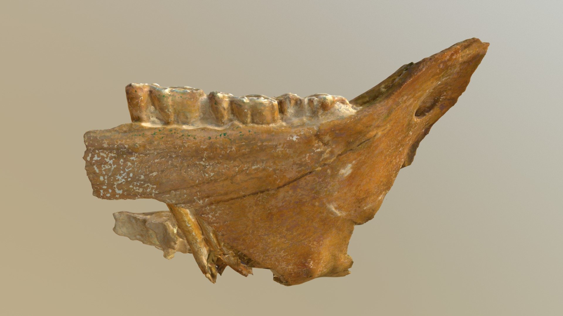 USNM V 11160 Equus lambei mandible (VCU_3D_2987) - Download Free 3D ...