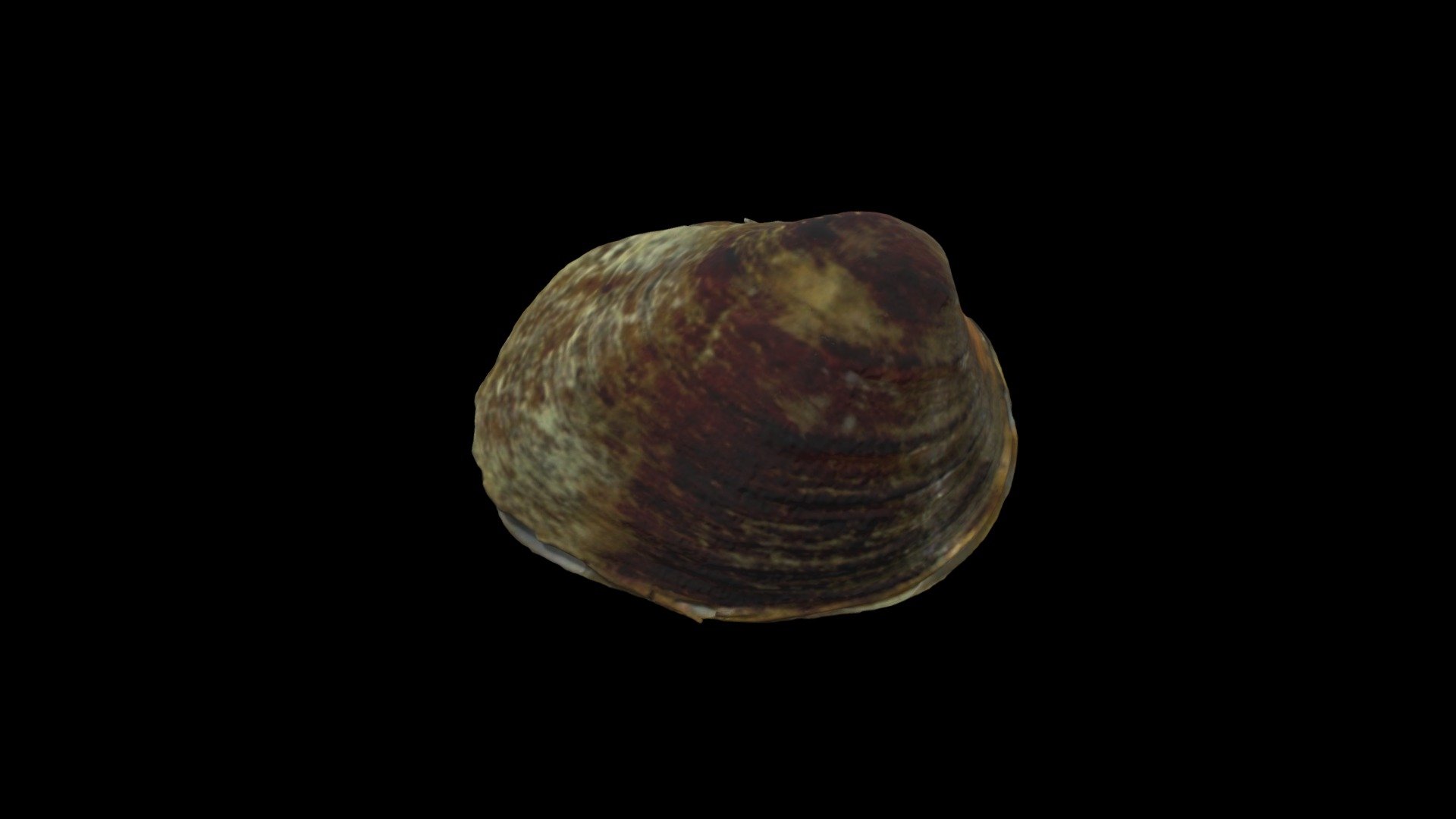 Round Pigtoe - Download Free 3D model by atolin [b91ff37] - Sketchfab