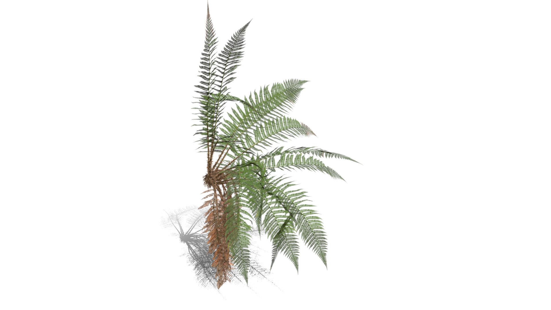 Realistic HD Male fern (38/50) - Buy Royalty Free 3D model by ...