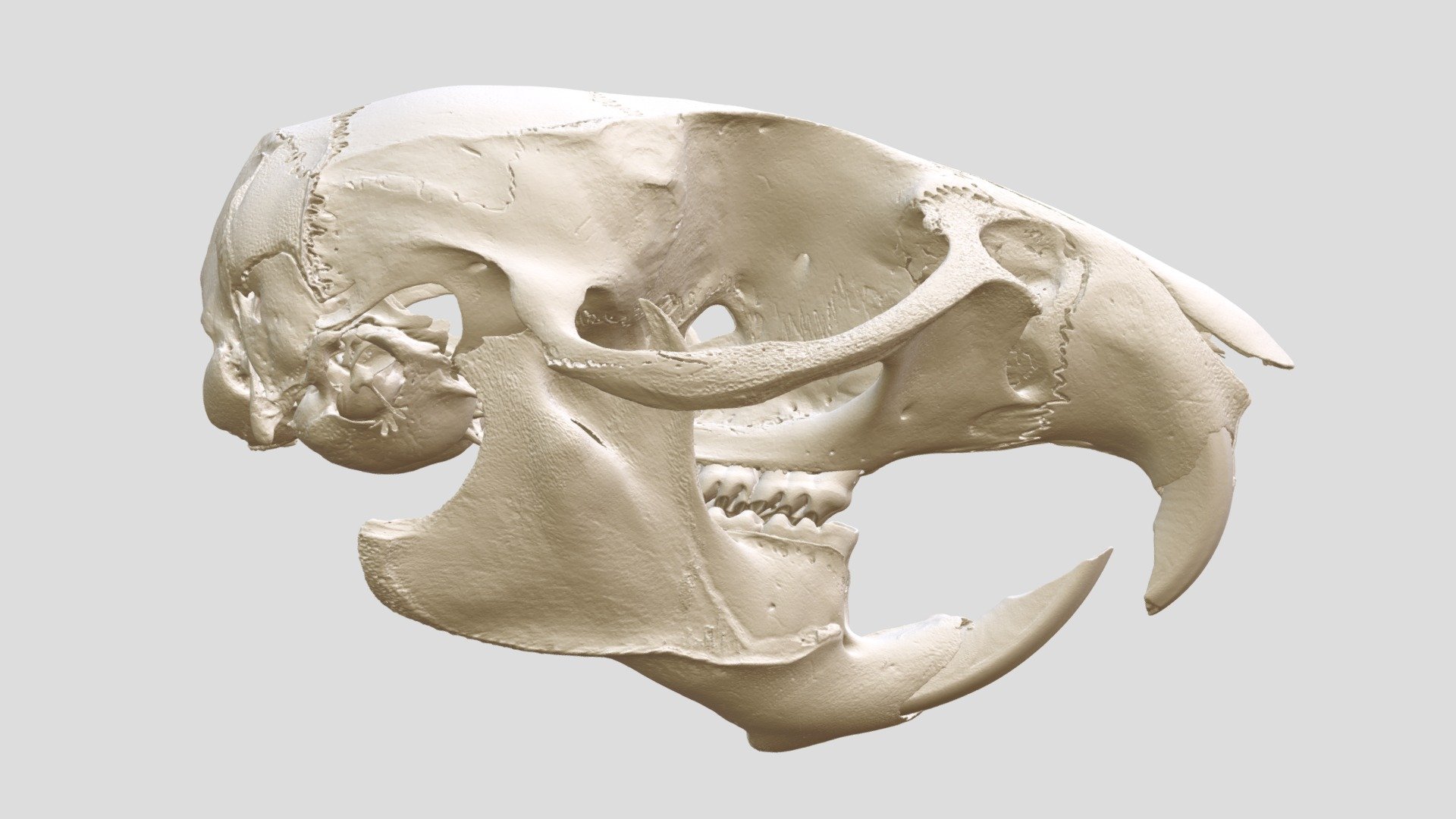 Holochilus sciureus (MSB:Mamm:279070) - 3D model by Biodiversity ...