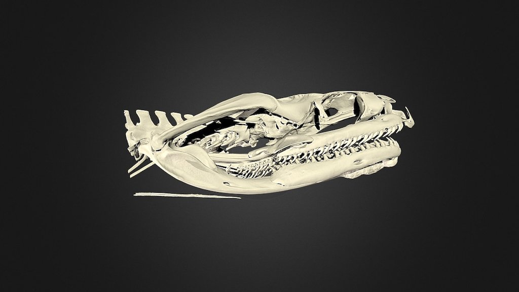 African Water Snake too many teeth to count - 3D model by 3DLab ...