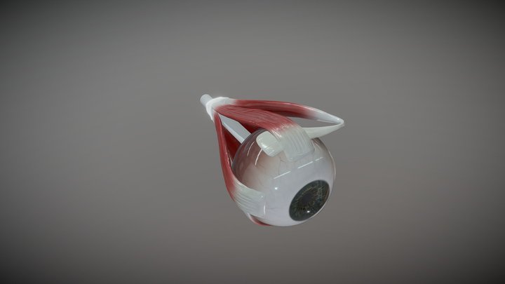Eyeball 3D models - Sketchfab