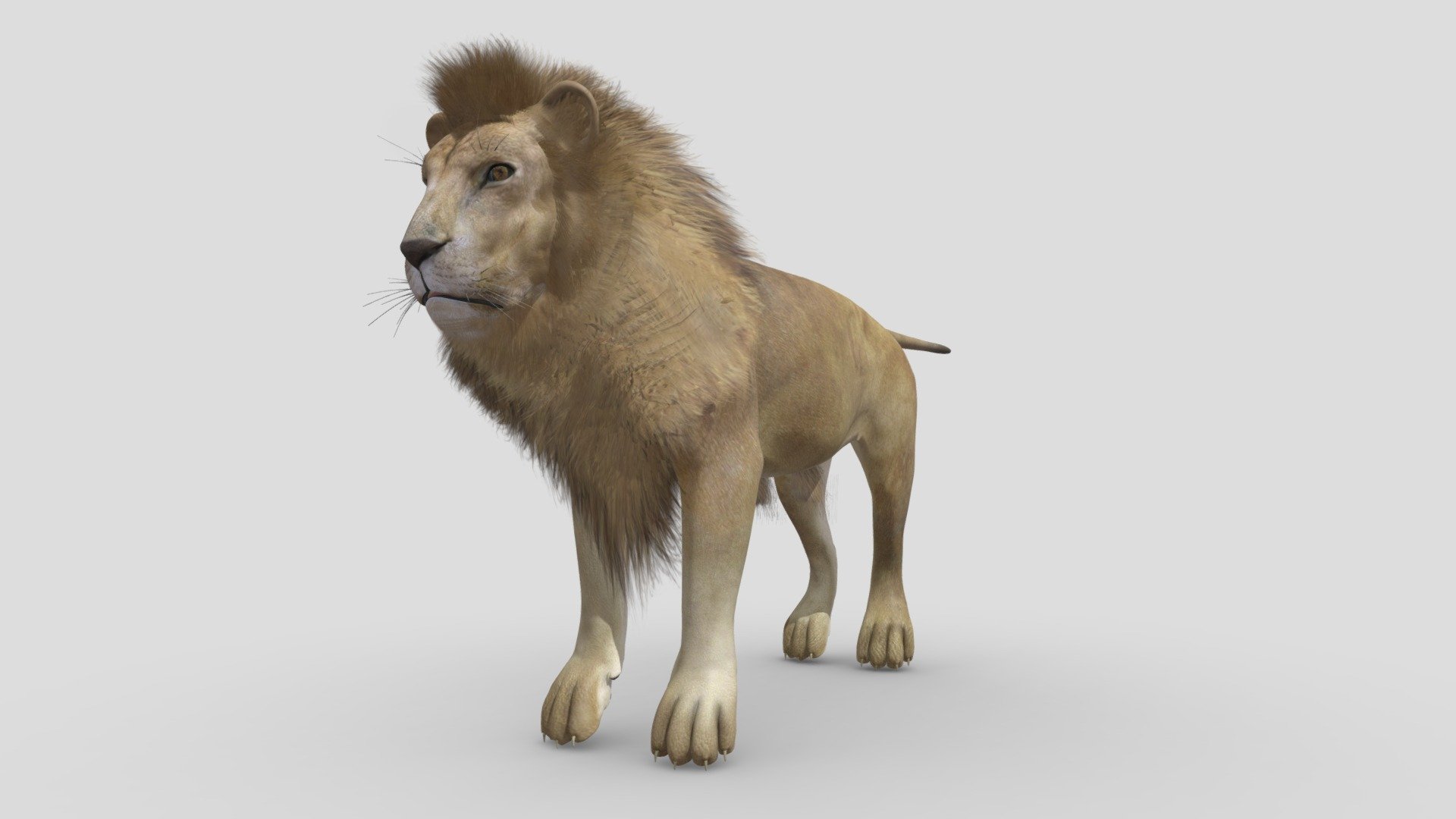 Old Lion - 3D model by 1225659838@qq.com (@Novaky) [b92c248] - Sketchfab