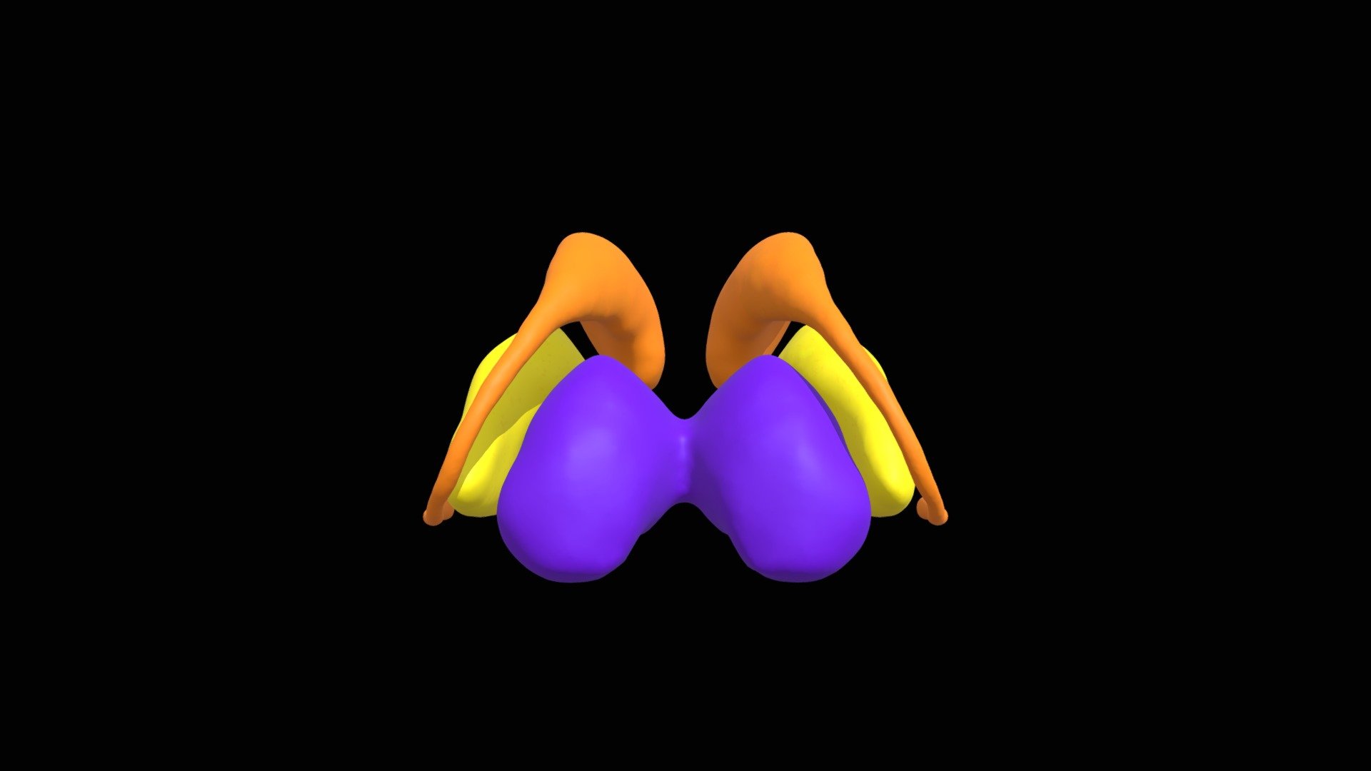 Basal Nuclei (Ganglia) (Homo sapiens sapiens) - 3D model by The ...