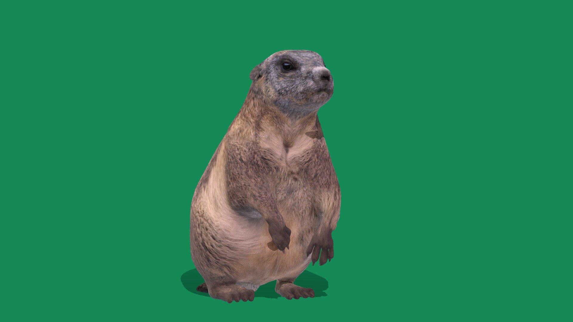 Groundhog Marmot (Lowpoly) - Buy Royalty Free 3D model by Nyilonelycompany [b92e7d4] - Sketchfab ...