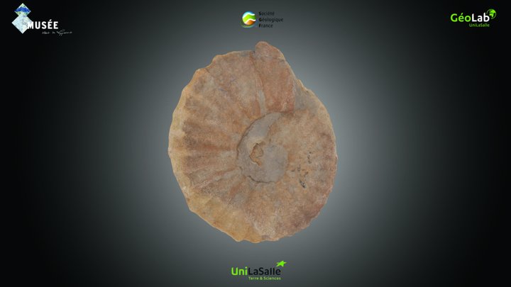 Ammonitida 3D models - Sketchfab
