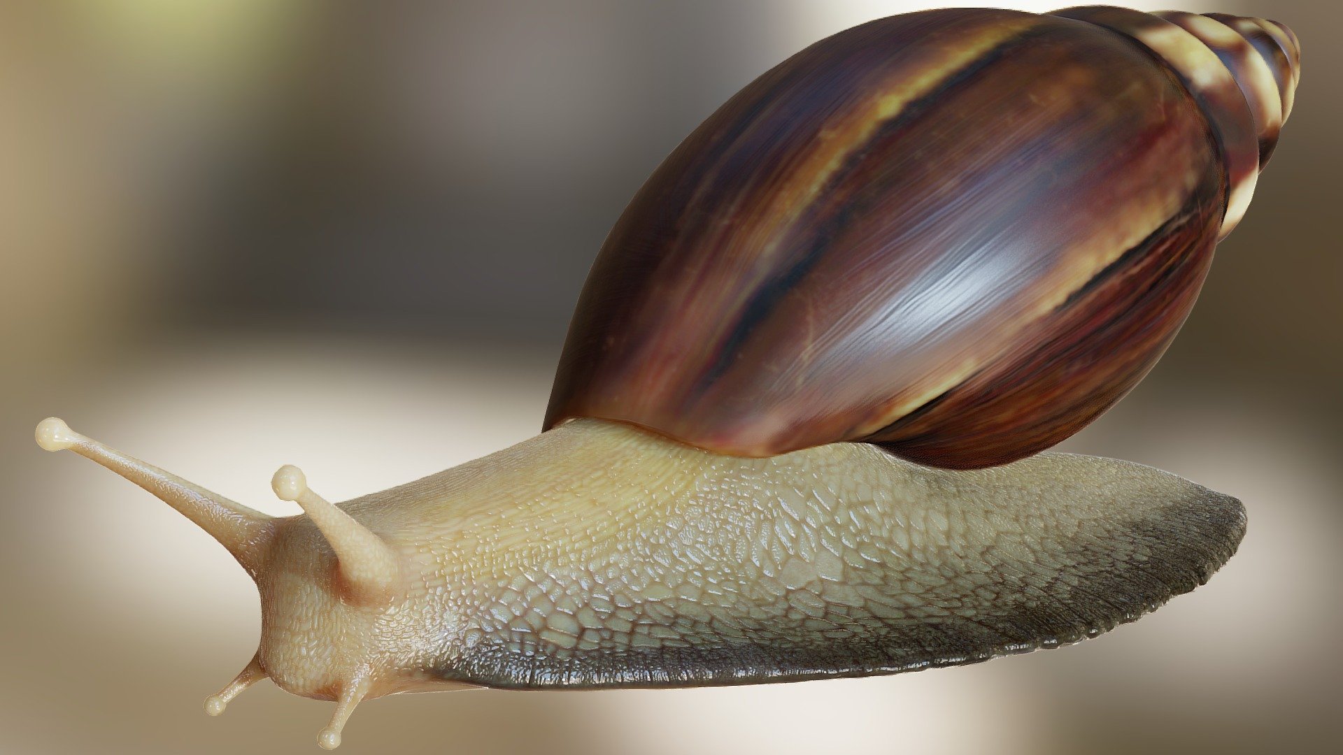 Snail PhotoRealistic - Buy Royalty Free 3D model by League Studio ...