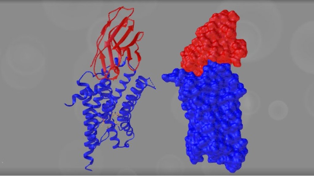 Orientation of Proteins in Membranes (OPM)- 4mqs - 3D model by ...