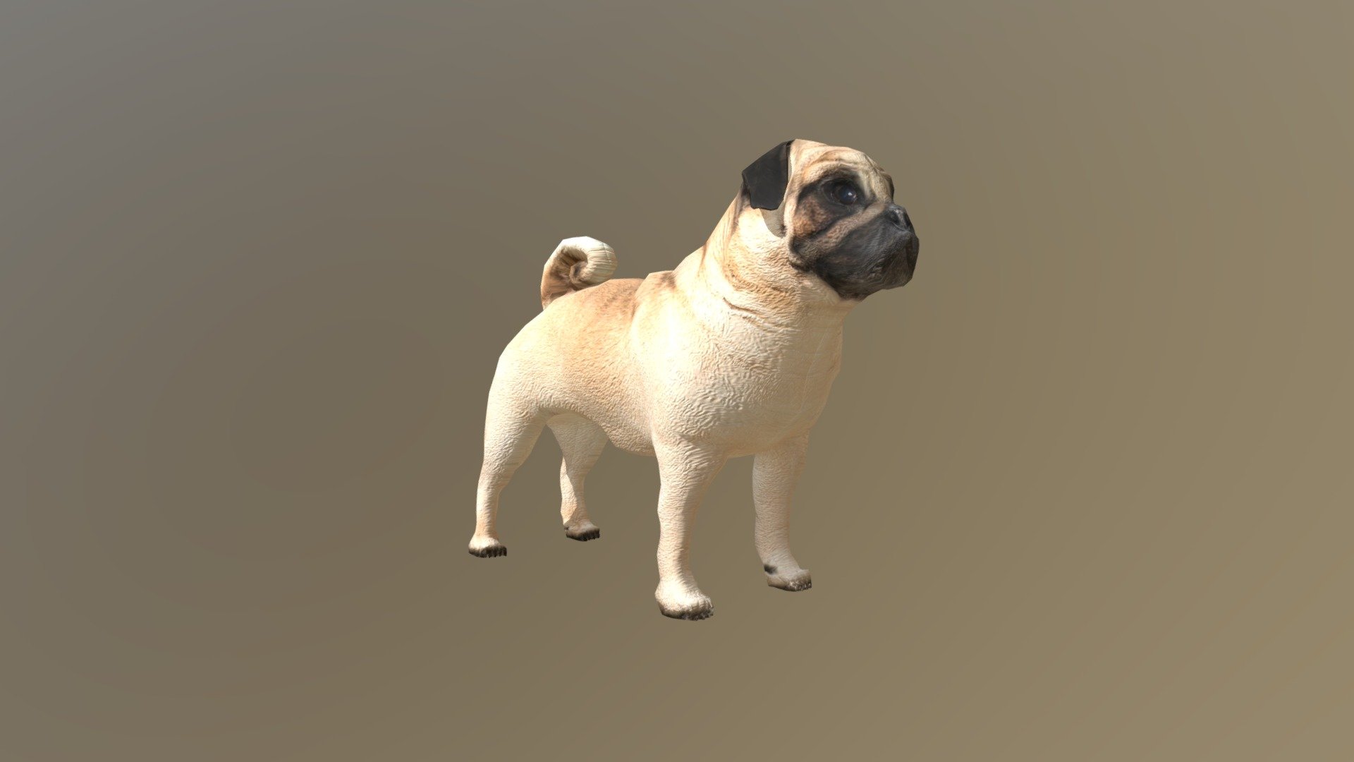 Pug - Buy Royalty Free 3D model by 3dlowpoly [b93abb6] - Sketchfab Store