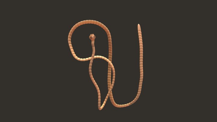 Tapeworm 3D models - Sketchfab