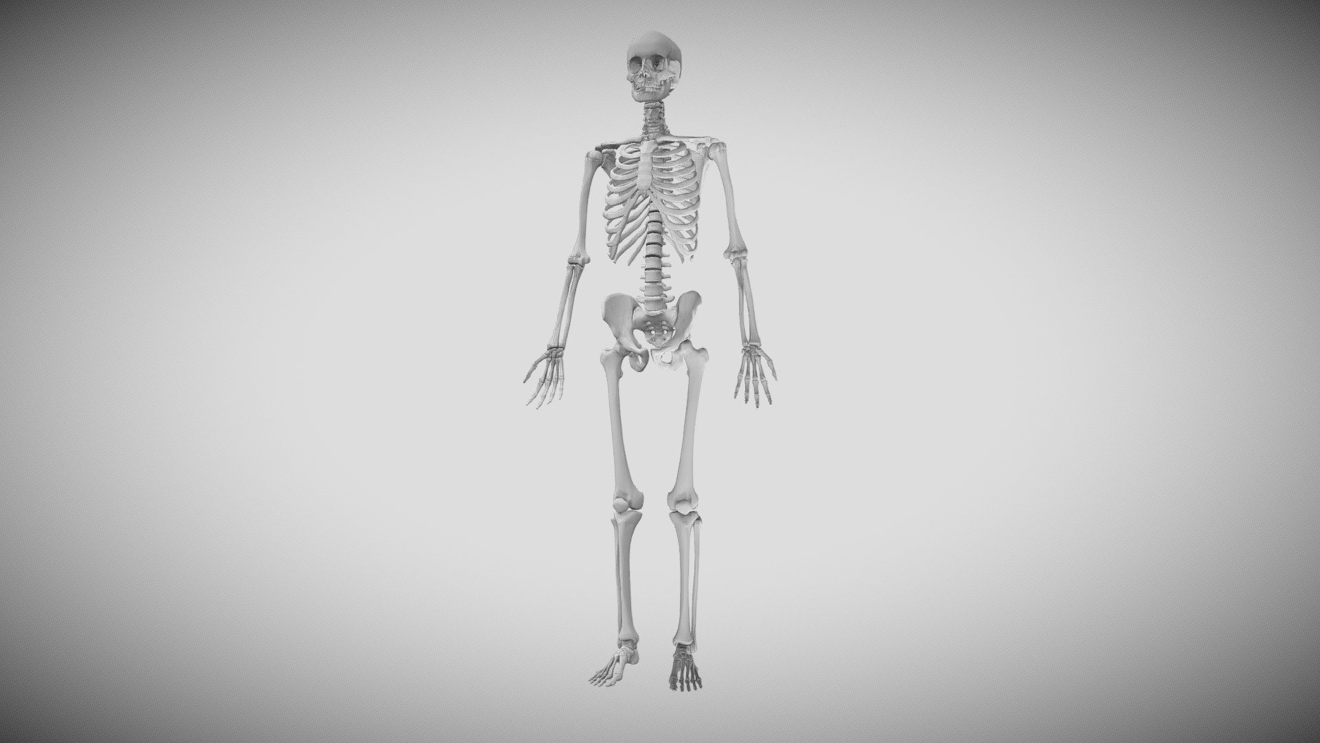 Skeleton Trial 01 - 3D model by winorier [b93f5d5] - Sketchfab