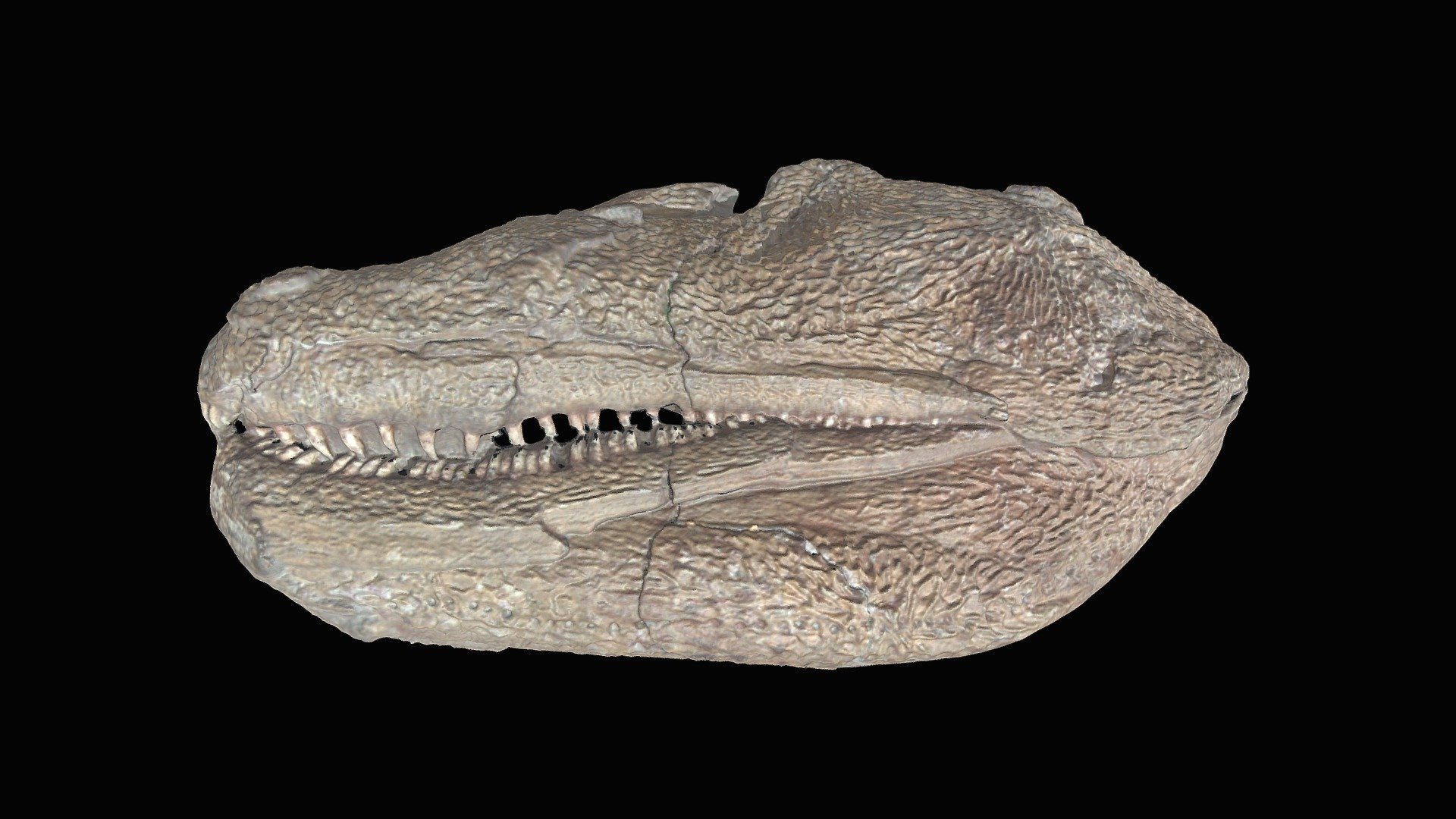 Acanthostega Grace, right side - 3D model by nhmdenmark [b942828 ...