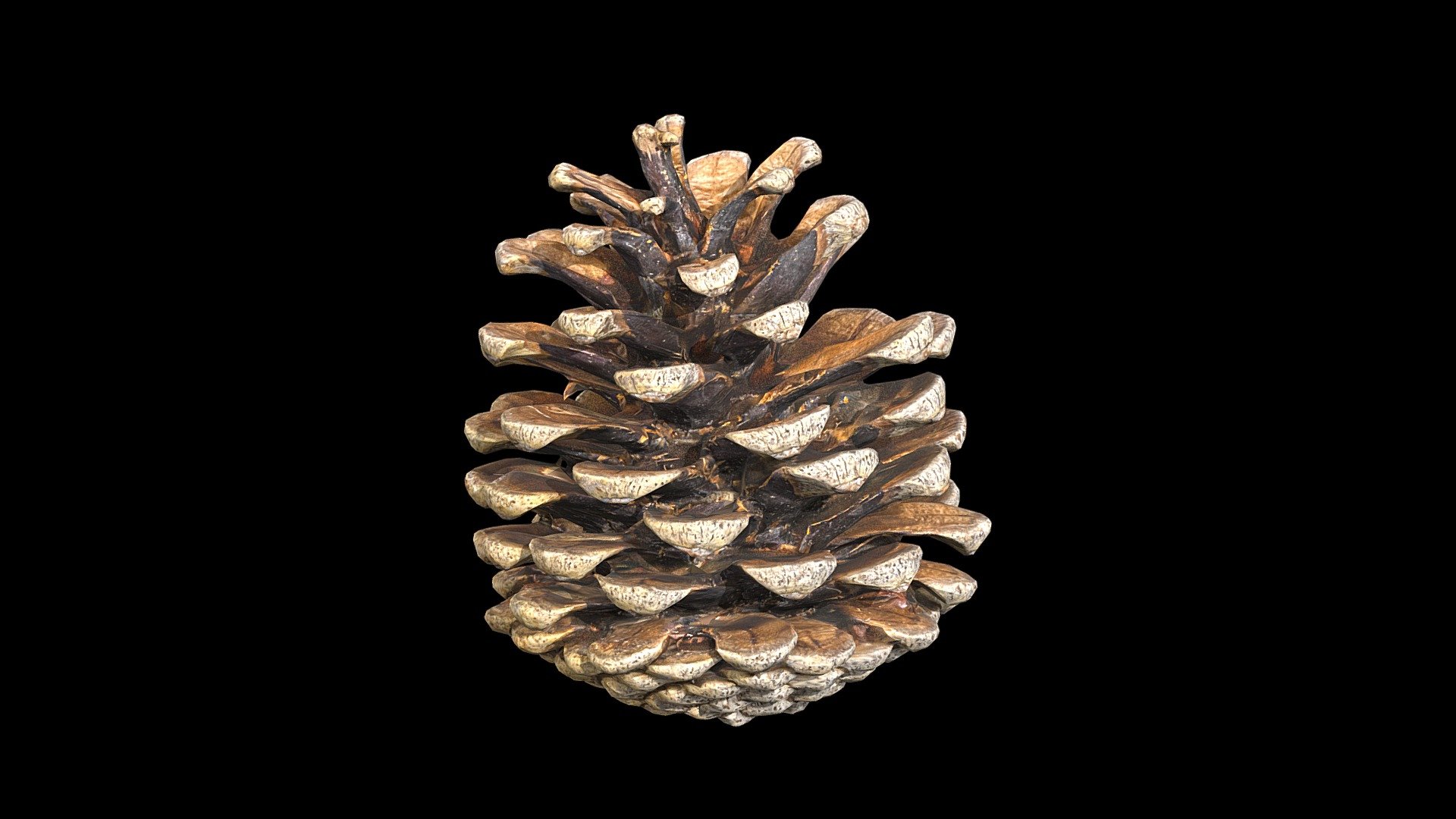 Pinus Sylvestris Cone (Photogrammetry) - Buy Royalty Free 3D model by ...