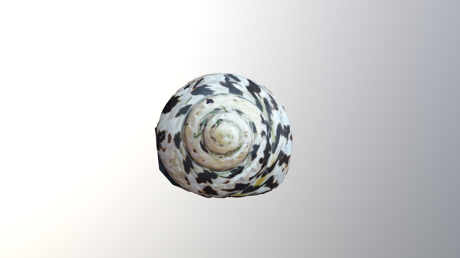 Caracol - Download Free 3D model by Chiara Arambarri (@chiara13 ...