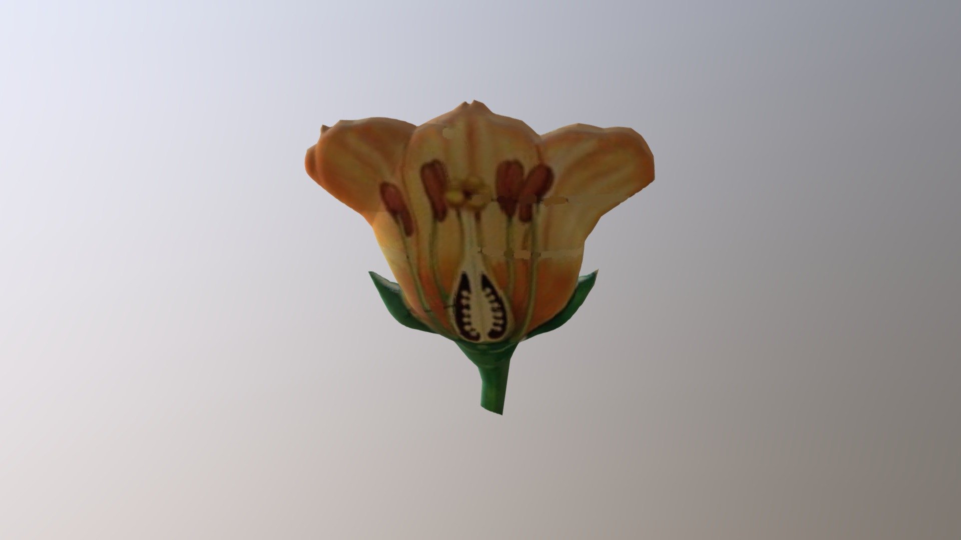 Morfologi Bunga - 3D model by syaifulmusa121091 [b948ea4] - Sketchfab
