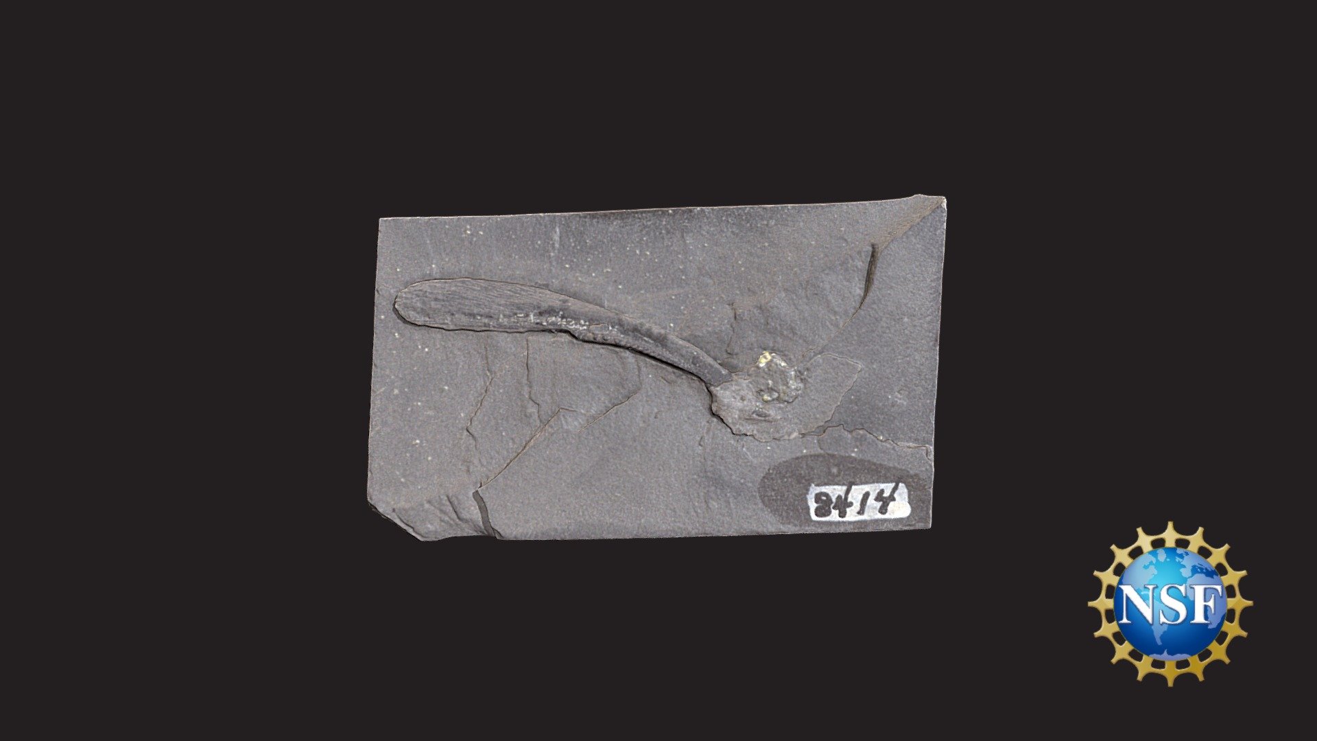 CMNH 8414 Micro Arthrodire Infragnathal - 3D model by Cleveland Museum ...