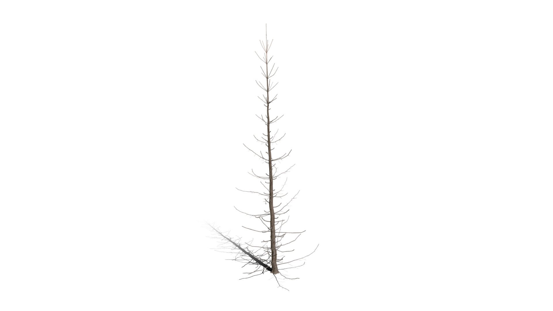Realistic HD Norway spruce (37/43) - Download Free 3D model by ...