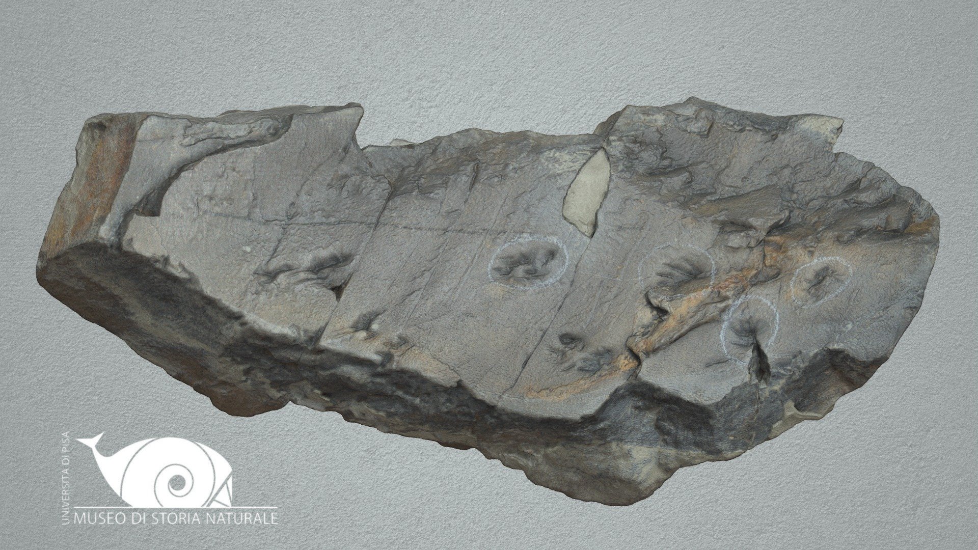 Rhynchosauroides (fossil trackway) - 3D model by Natural History Museum ...