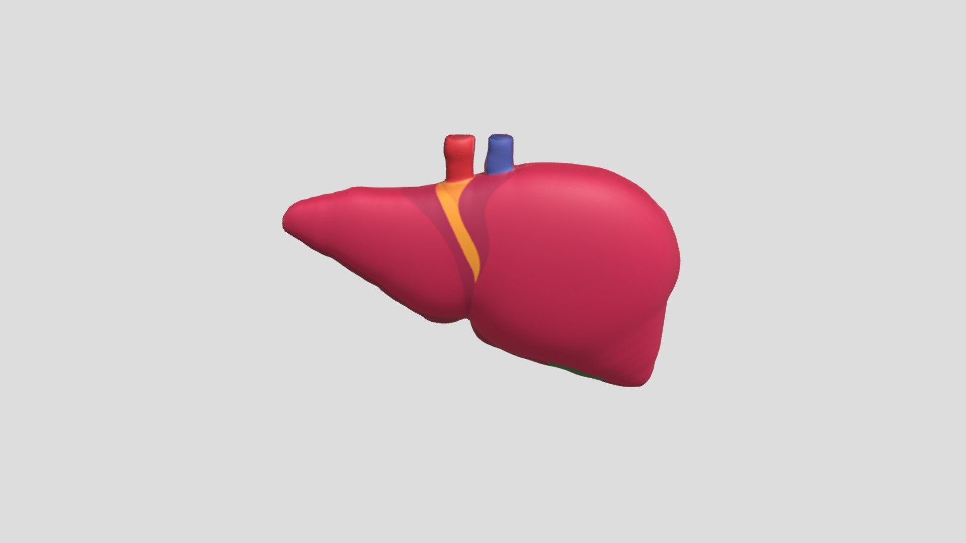 bagian-bagian liver - Download Free 3D model by naira12 [b95bcae ...