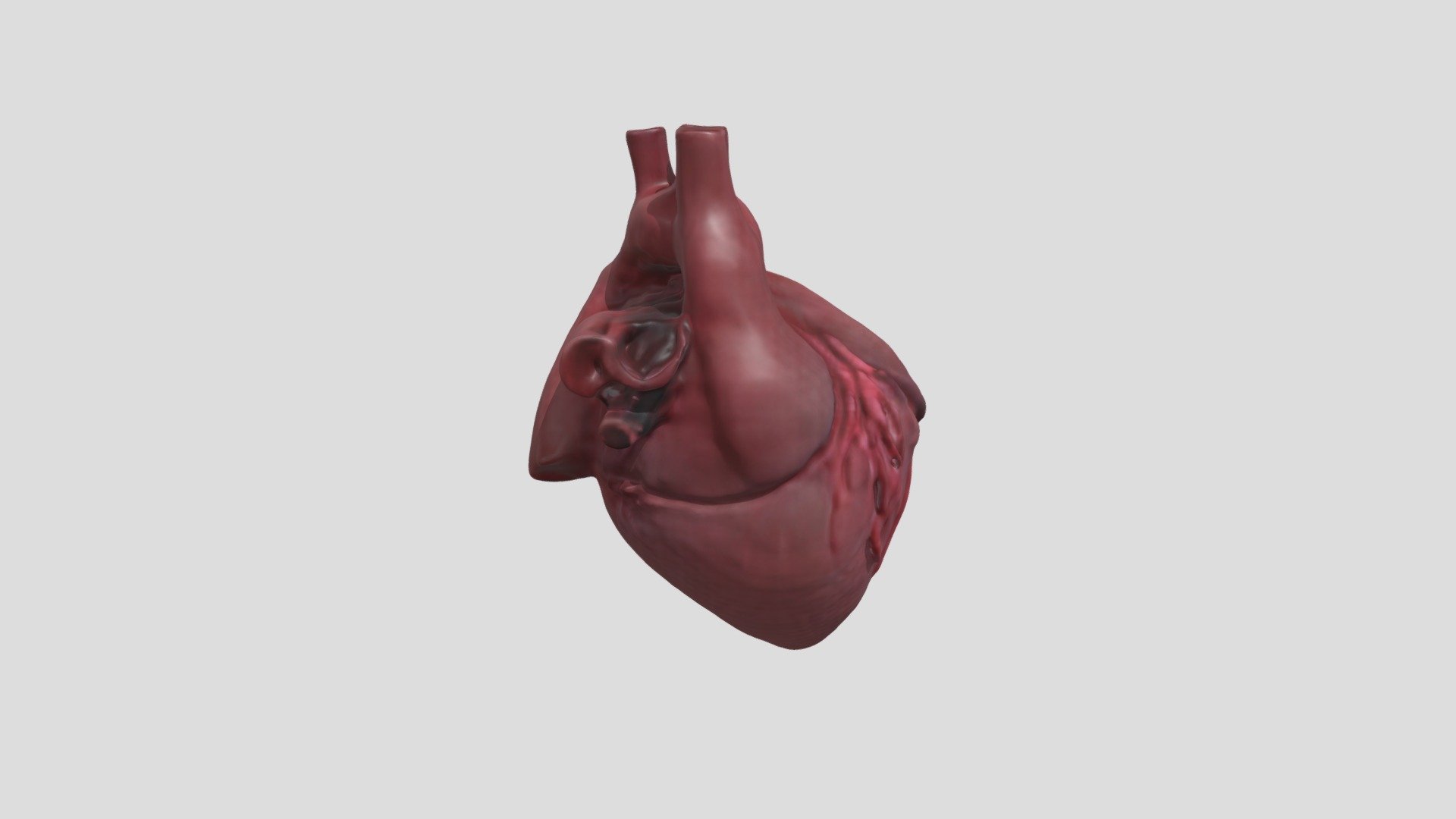 heart human - Download Free 3D model by erwin.jgm [b95c8e8] - Sketchfab