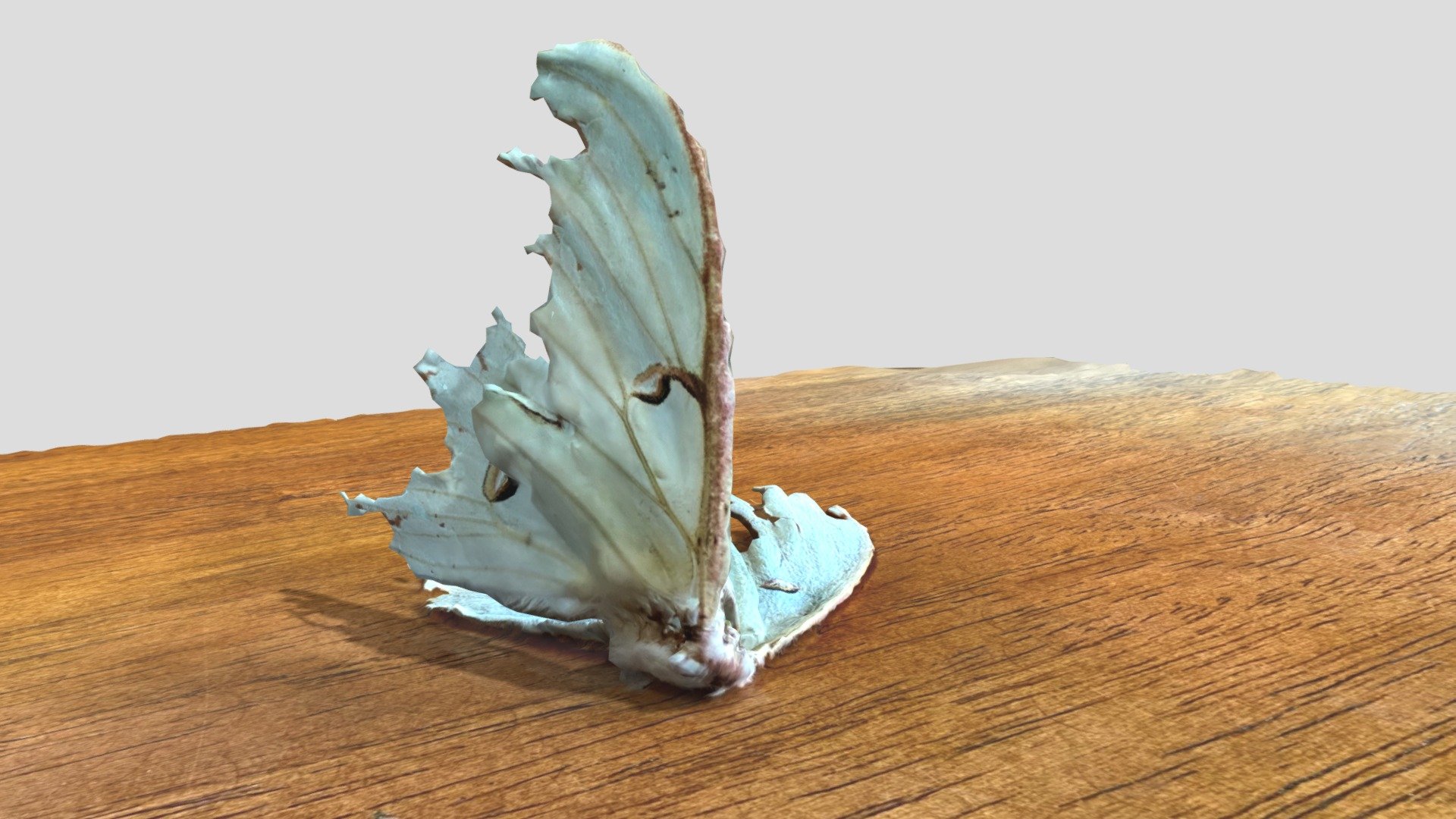 Luna Moth - 3D model by priscilla.coulter [b95cde0] - Sketchfab