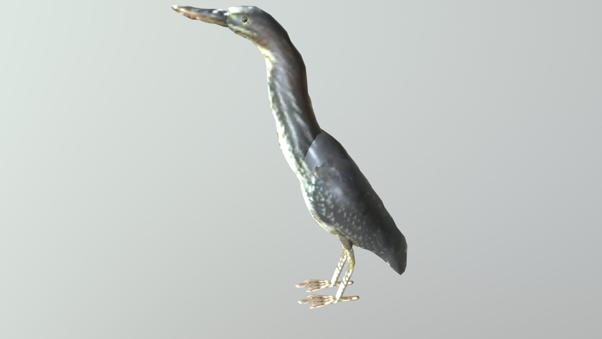 Green Heron - Download Free 3D model by Little Ground-jay (@zhenshu27 ...