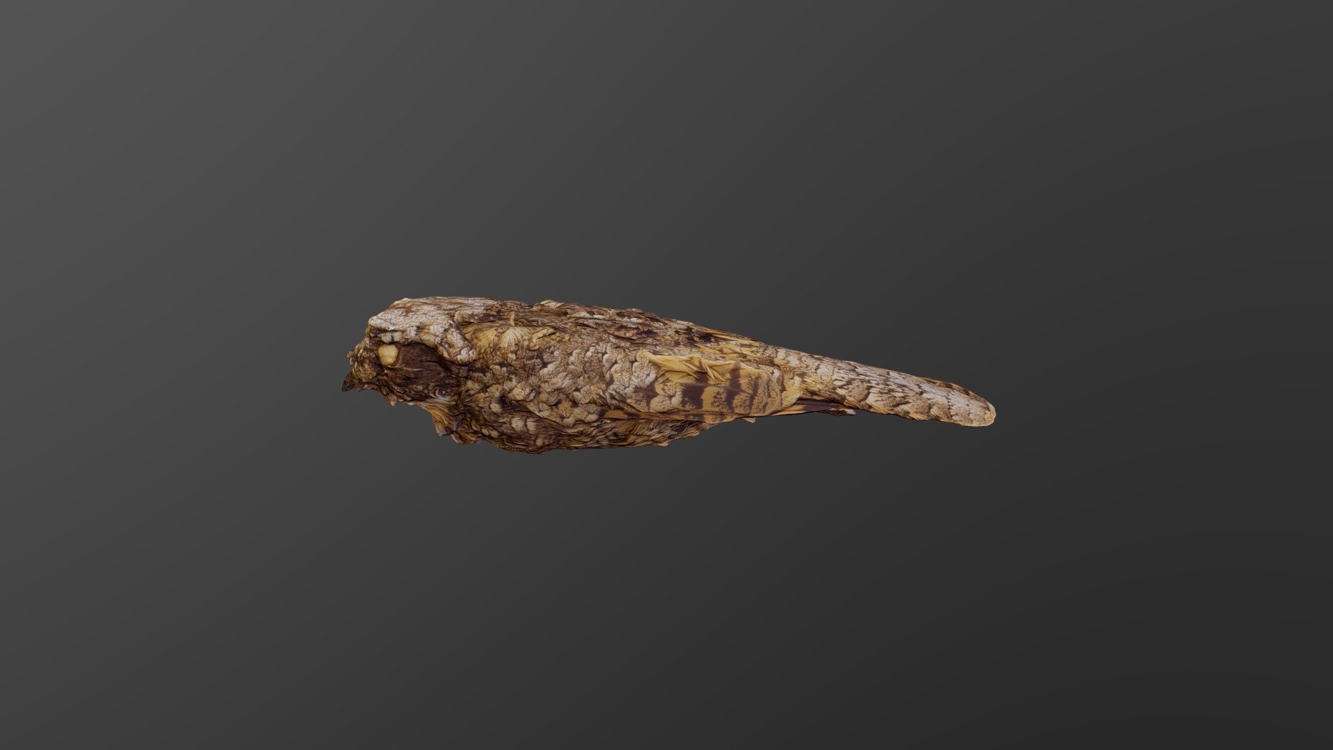 Common Poorwill - Phalaenoptilus nuttallii - Download Free 3D model by ...