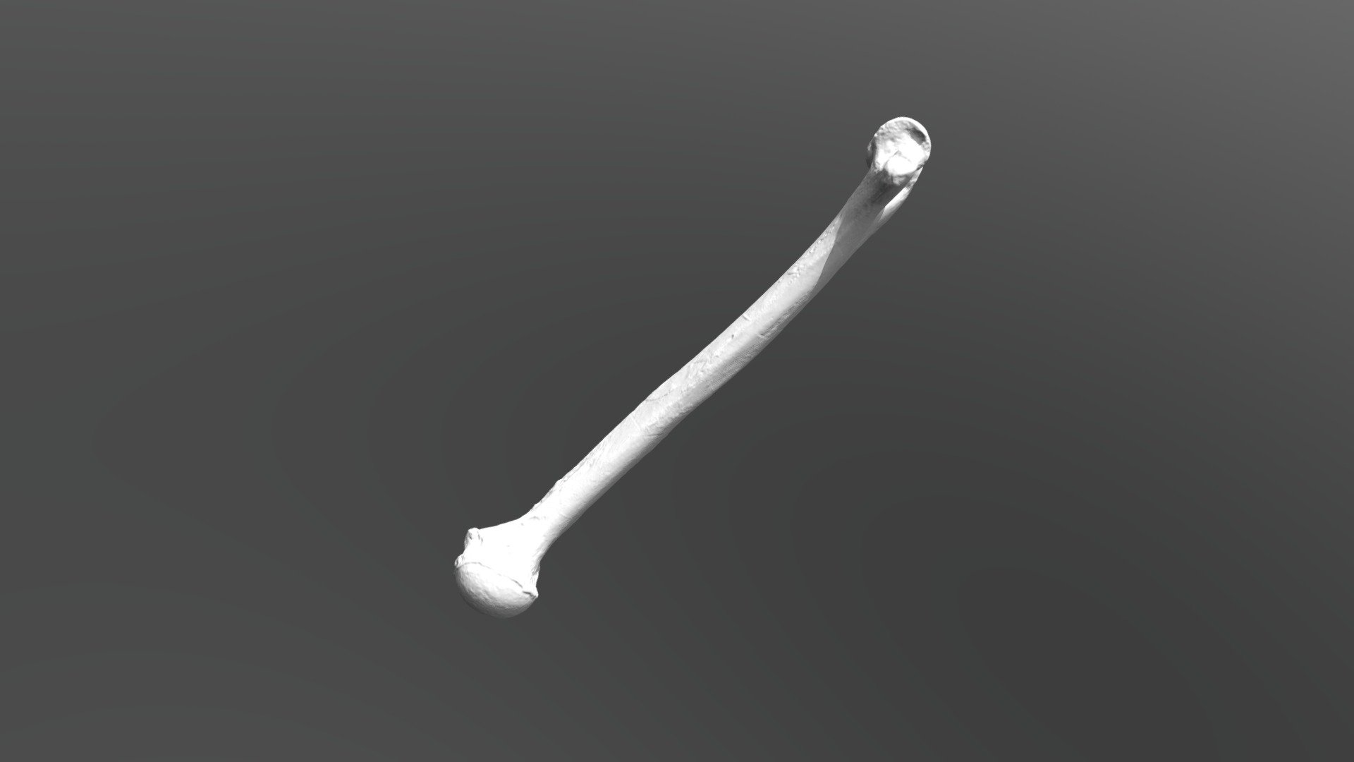 Bone - 3D model by PRECISE3DM (@precise3dmetrlogy) [b969c05] - Sketchfab