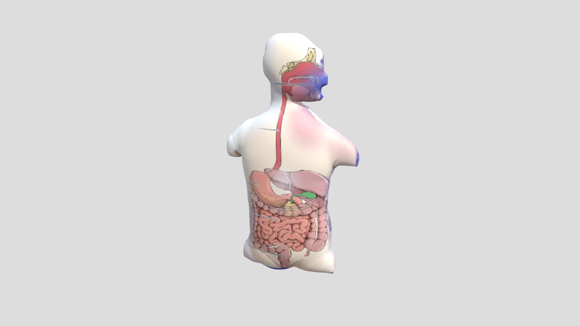 organ sistem pencernaan - Download Free 3D model by emmi2021mba ...