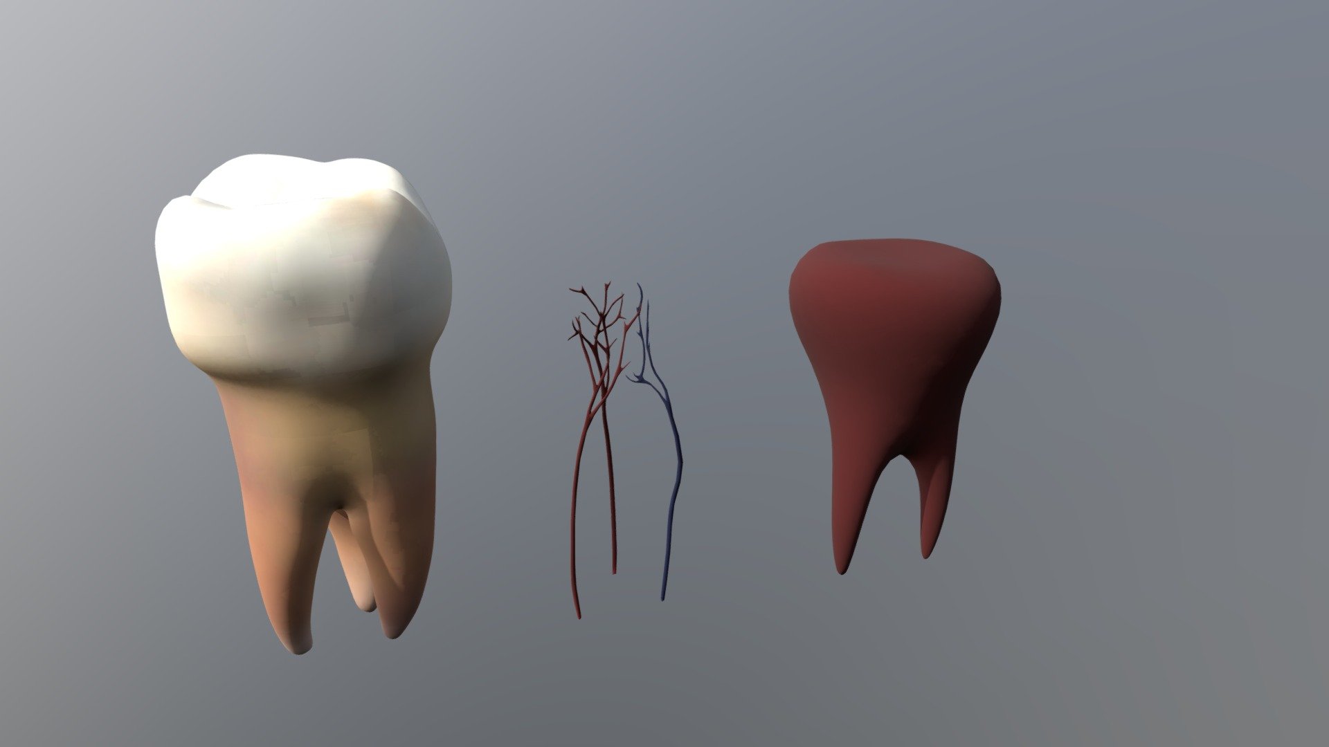 Low poly tooth with internal parts - Download Free 3D model by Zenosart ...
